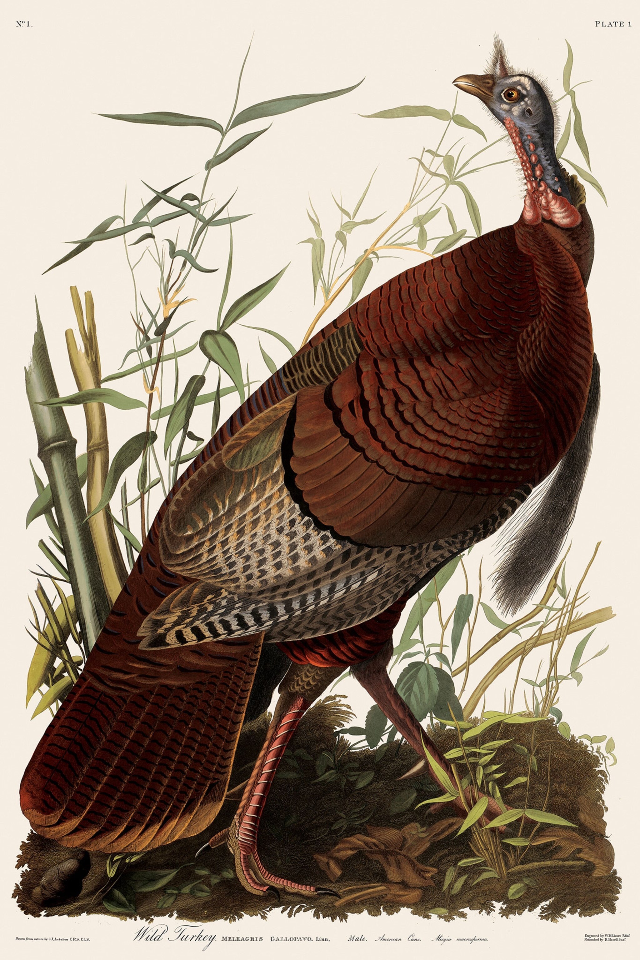 Thanksgiving table talk: Turkeys can swim and other fun facts