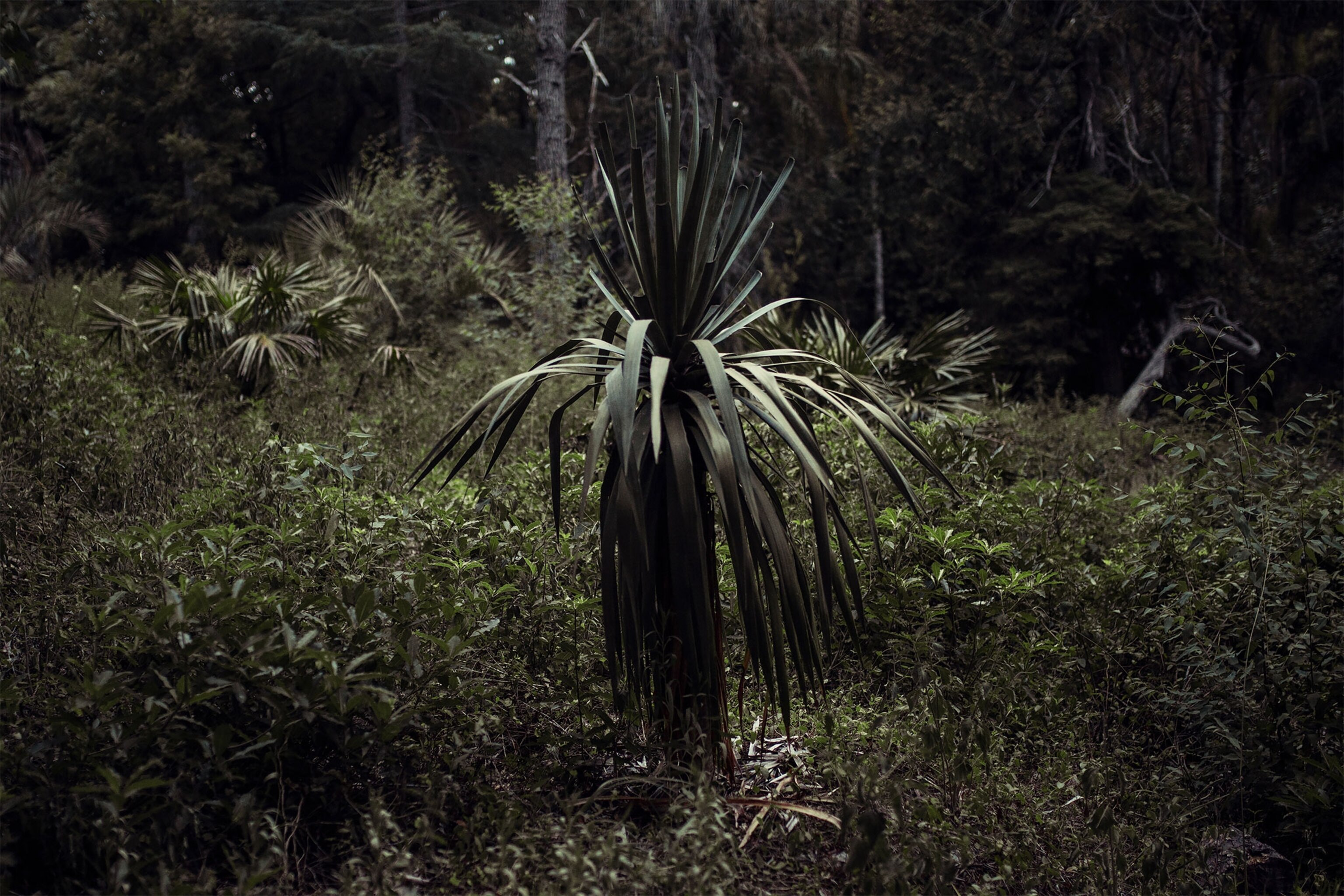 Forest bathing: what it is and where to do it