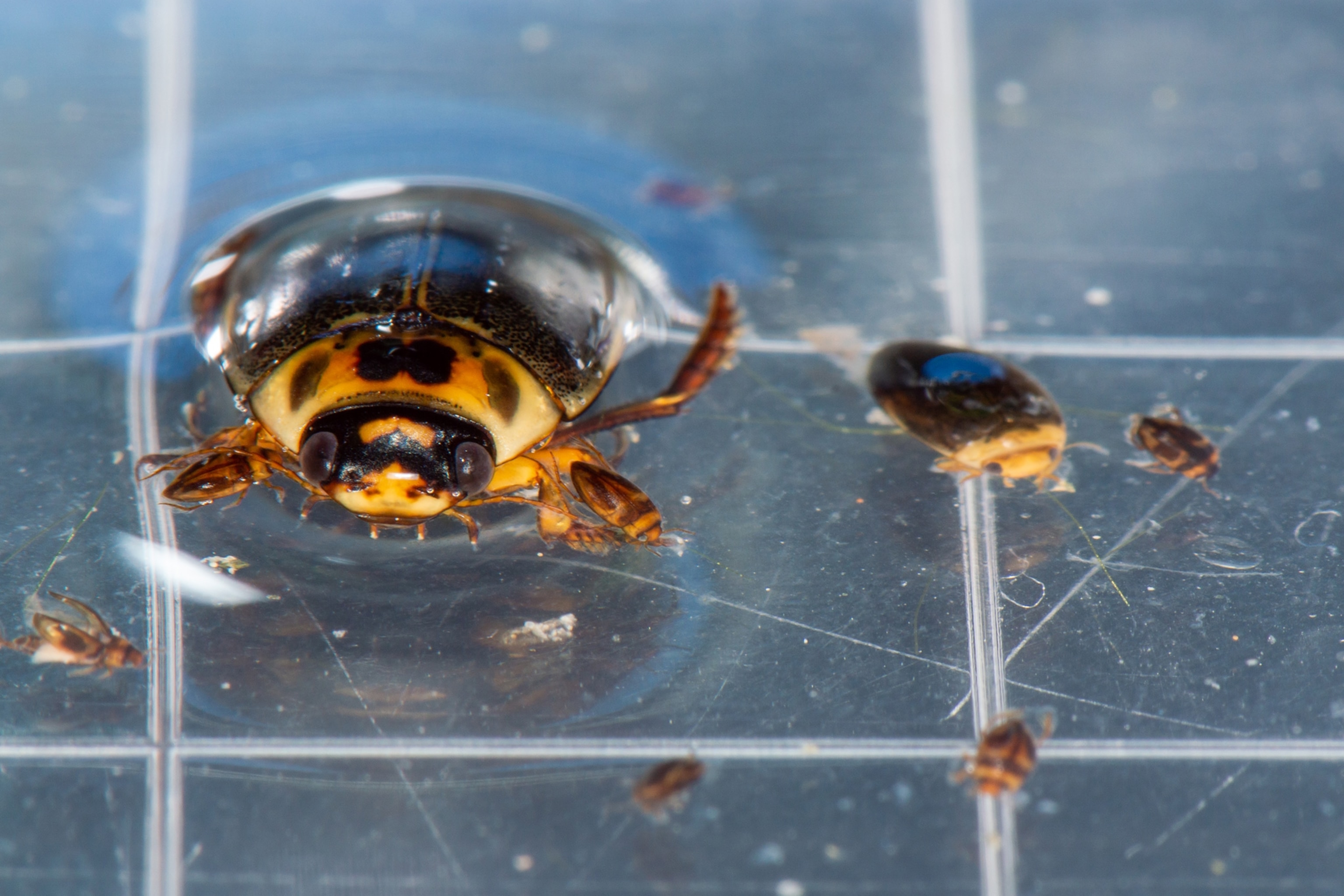 Brutal beetles kept the world’s rarest fish from breeding—until now