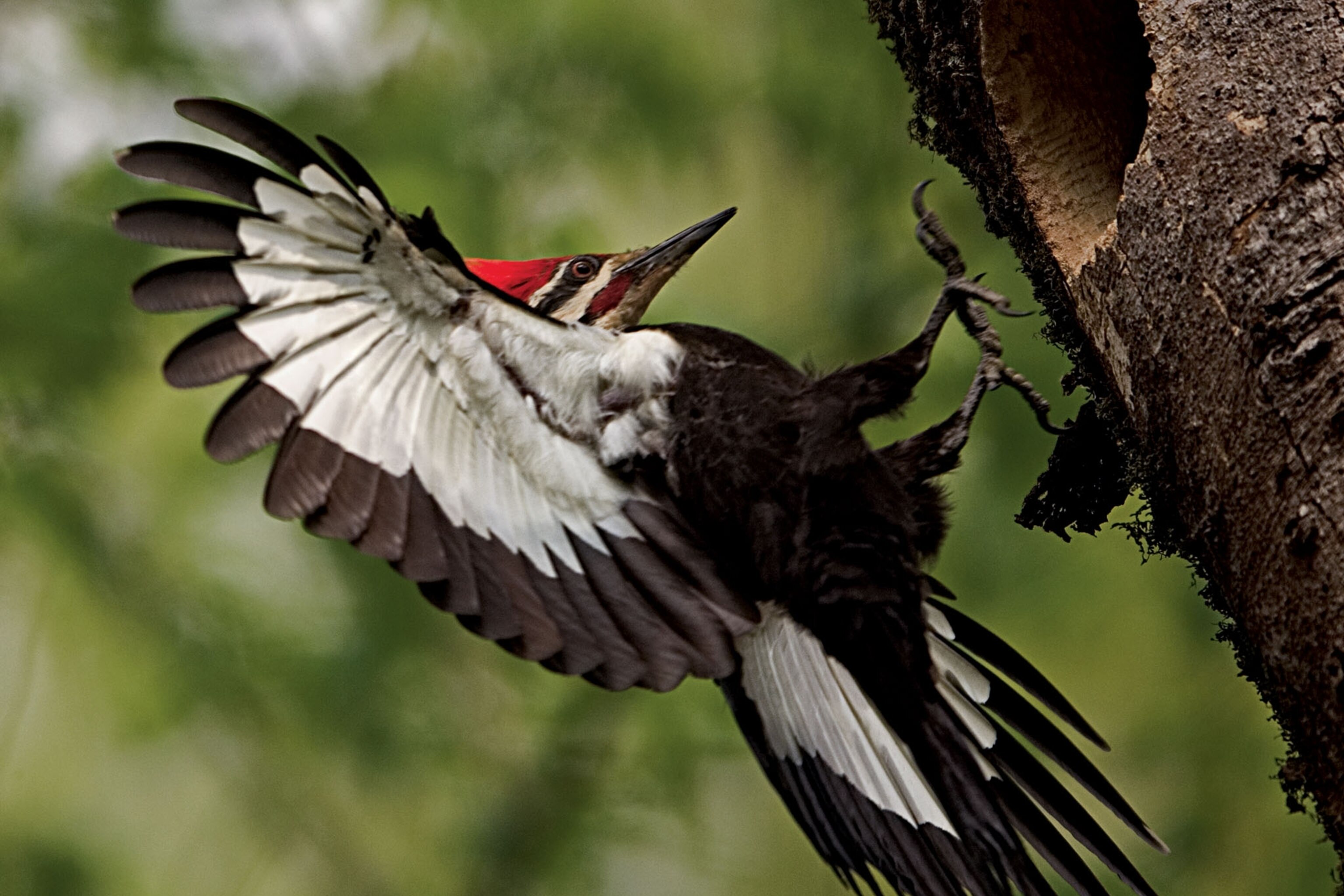 Ivory Billed Woodpecker Flying