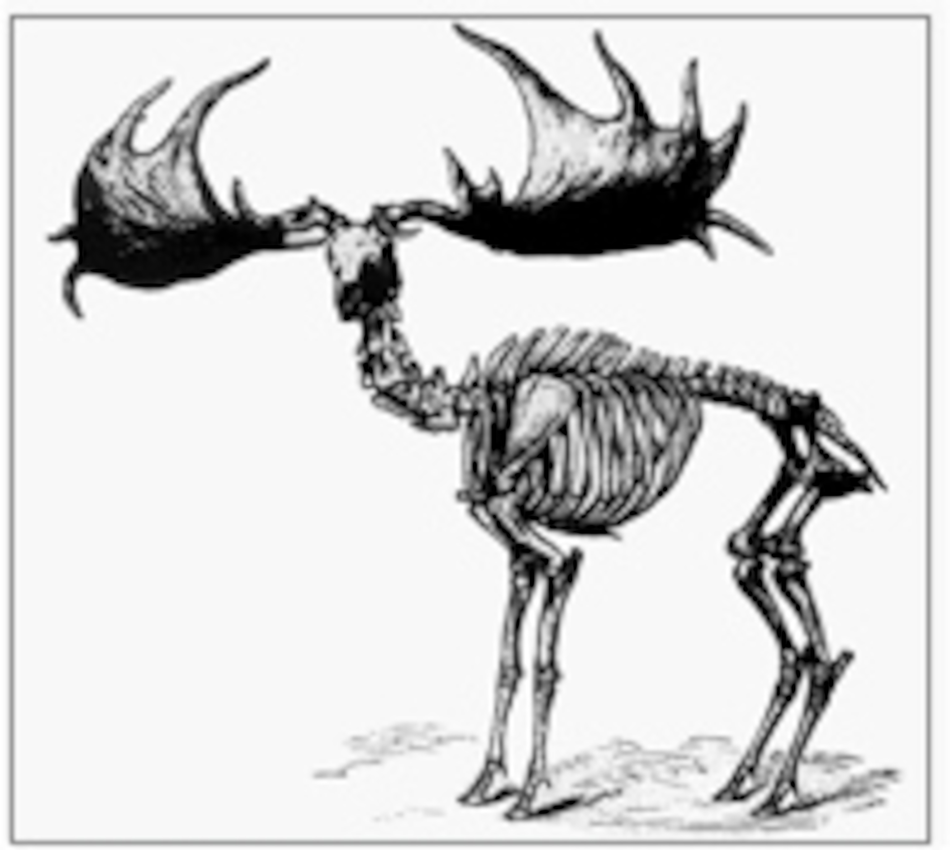 Irish elk of the Jurassic | National Geographic