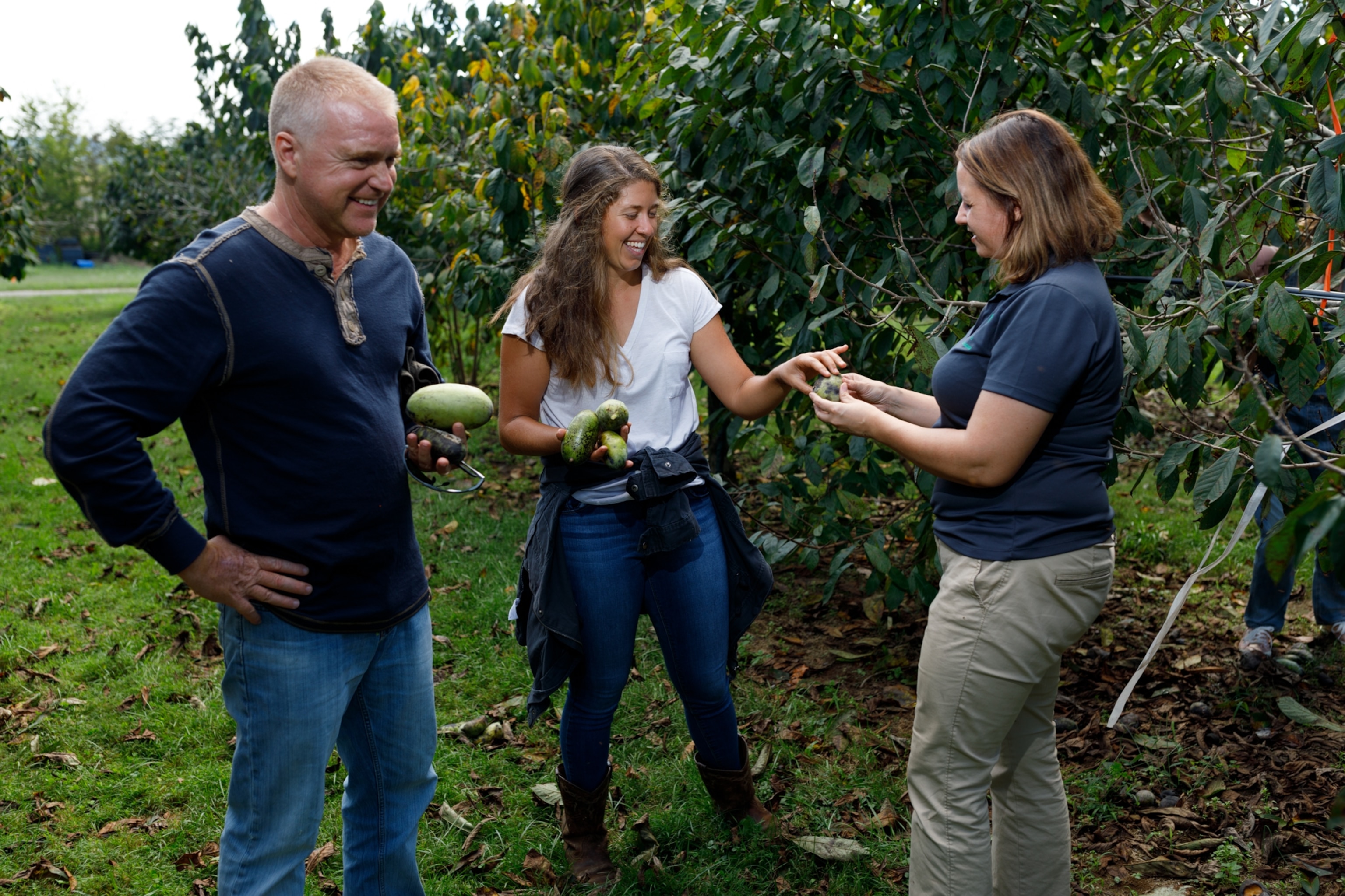 Pawpaws are America’s hidden edible treasure. Here’s how to pick them.