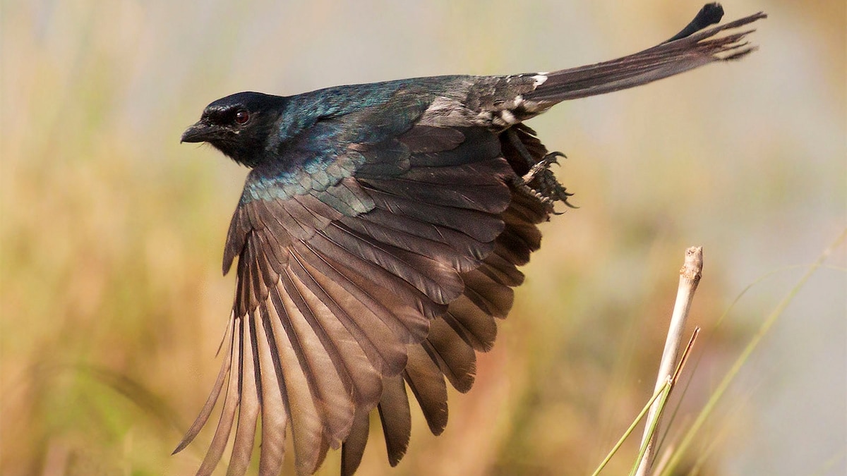 African Bird Shouts False Alarms to Deceive and Steal, Study Shows ...