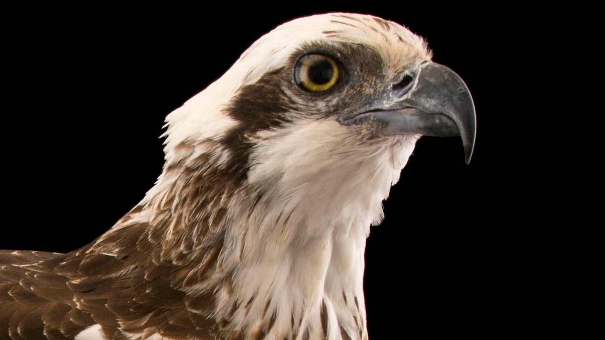 Osprey | National Geographic