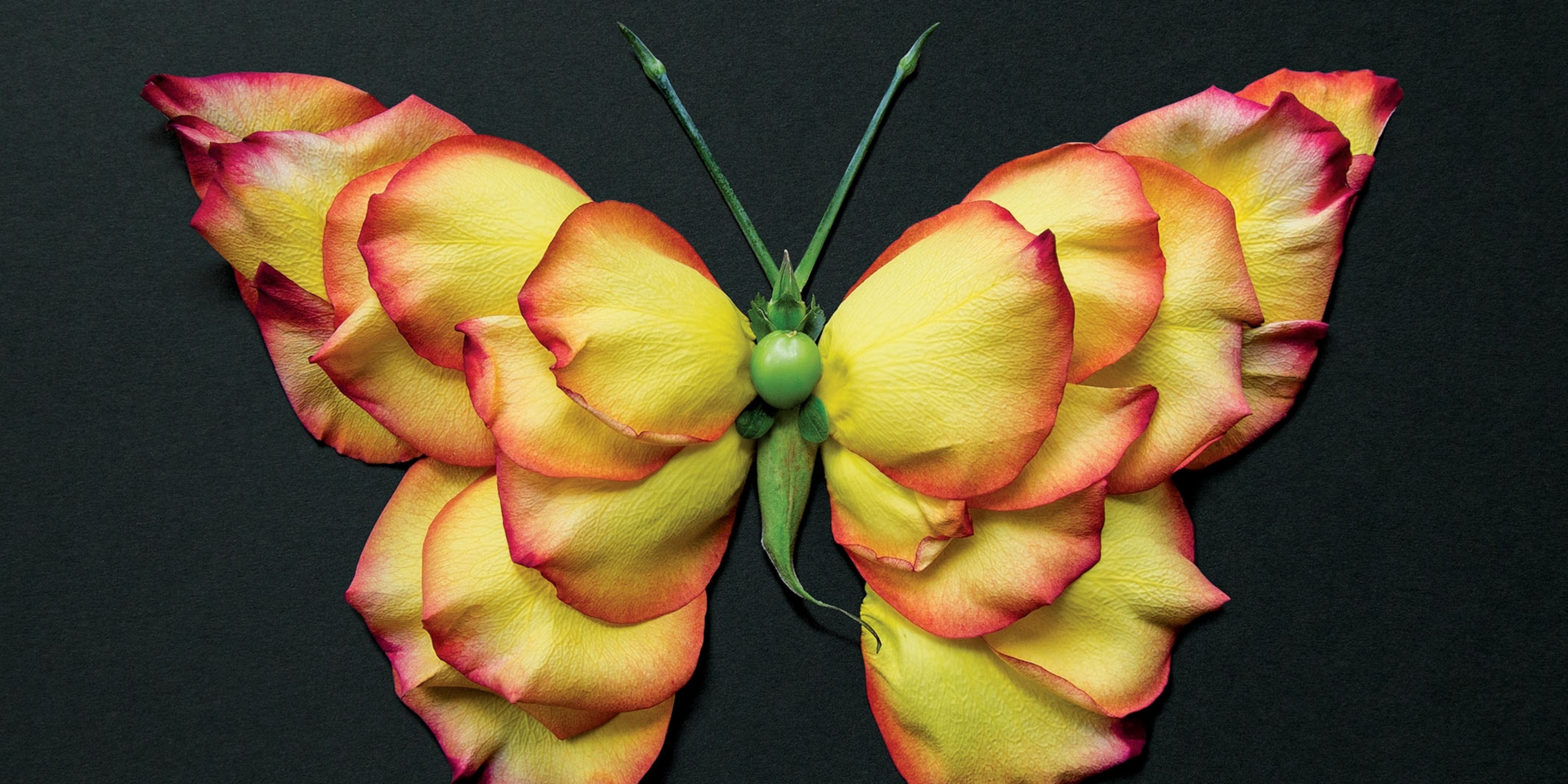 Insect Artwork Beautiful Winged Insects Made Of Discarded Circuit