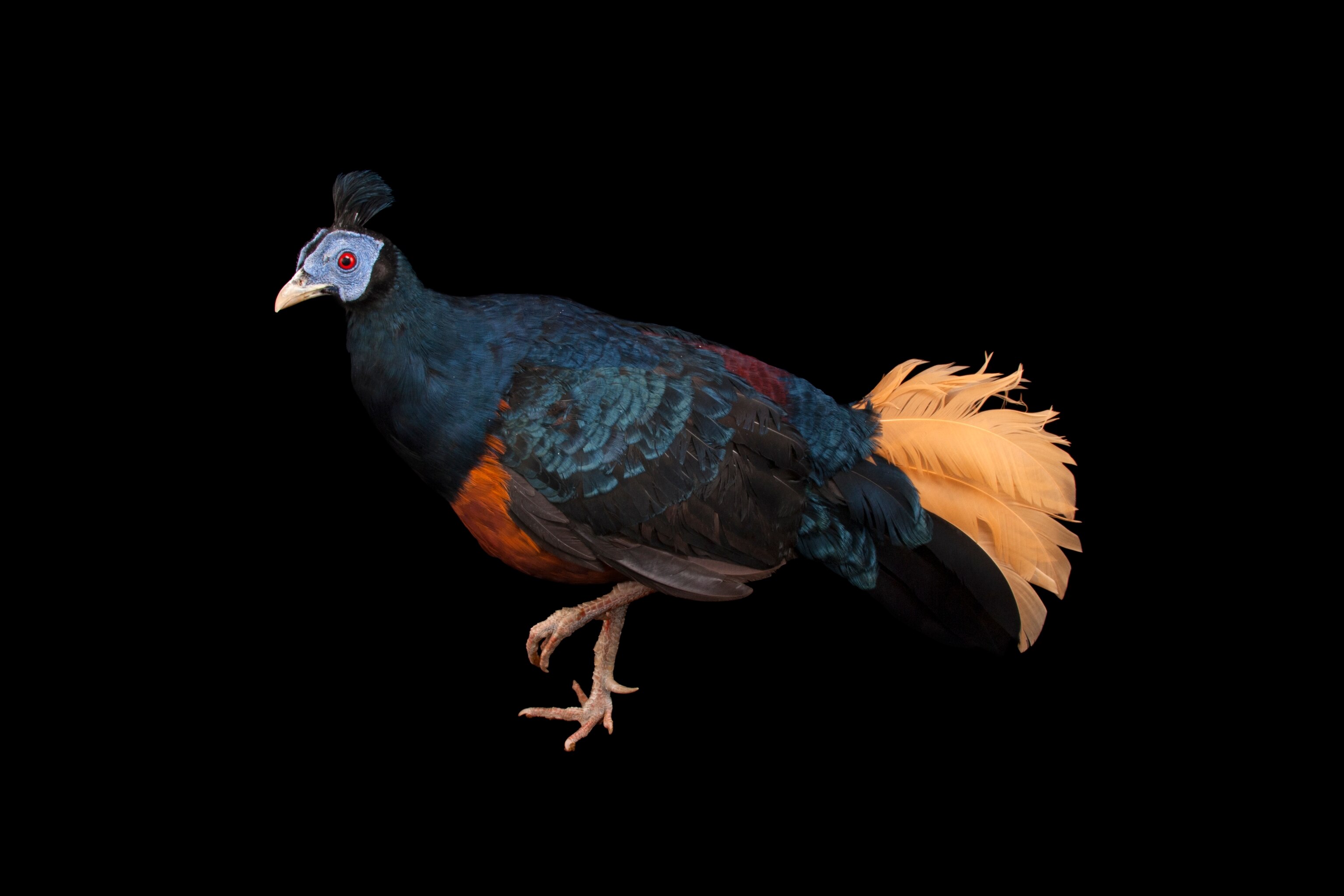 Game birds are surprisingly beautiful—and endangered