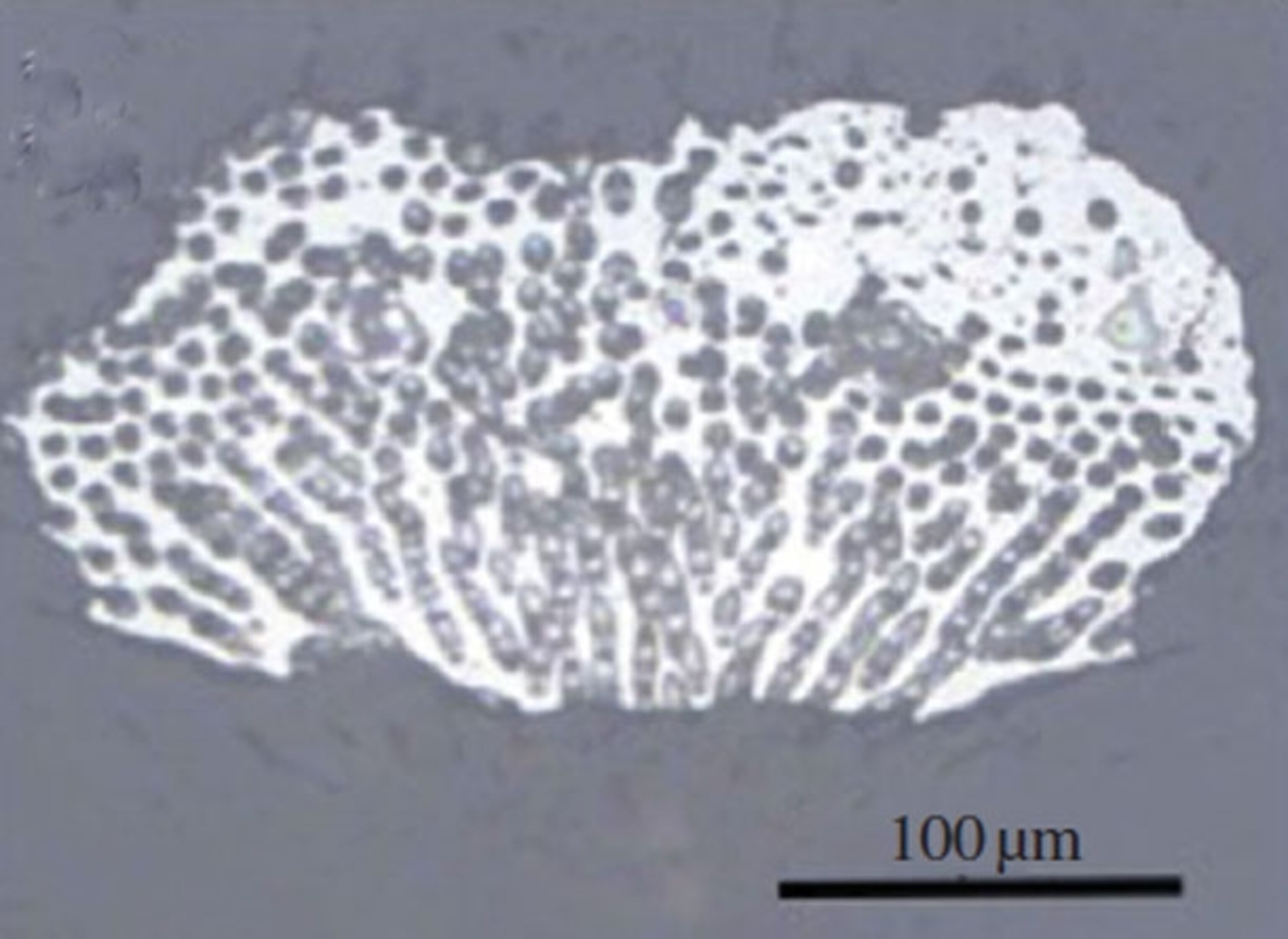 Beetle walks and sticks underwater by creating dryness with every ...