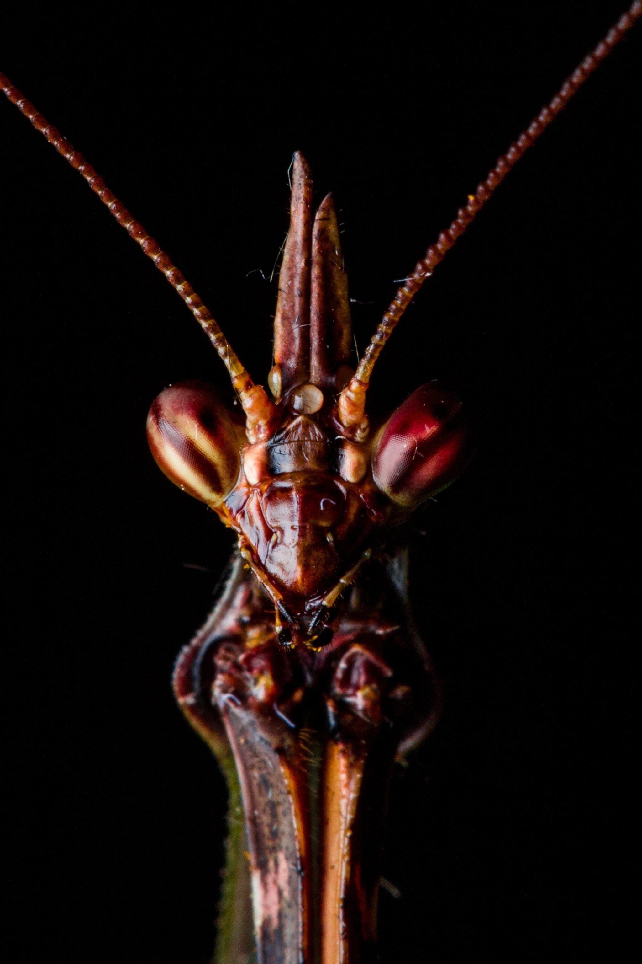 New 'unicorn' praying mantis species found in Brazilian rainforest