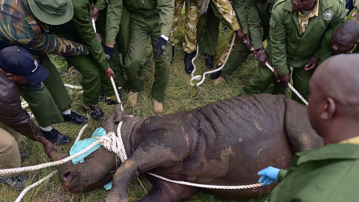Deaths of 8 Rare Rhinos in Kenya Is ‘Major Step Back’ | National Geographic
