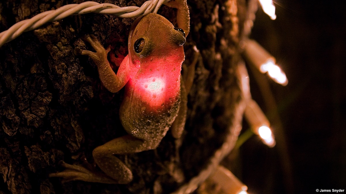 Freeing Animals From Our Evolutionary Traps | National Geographic