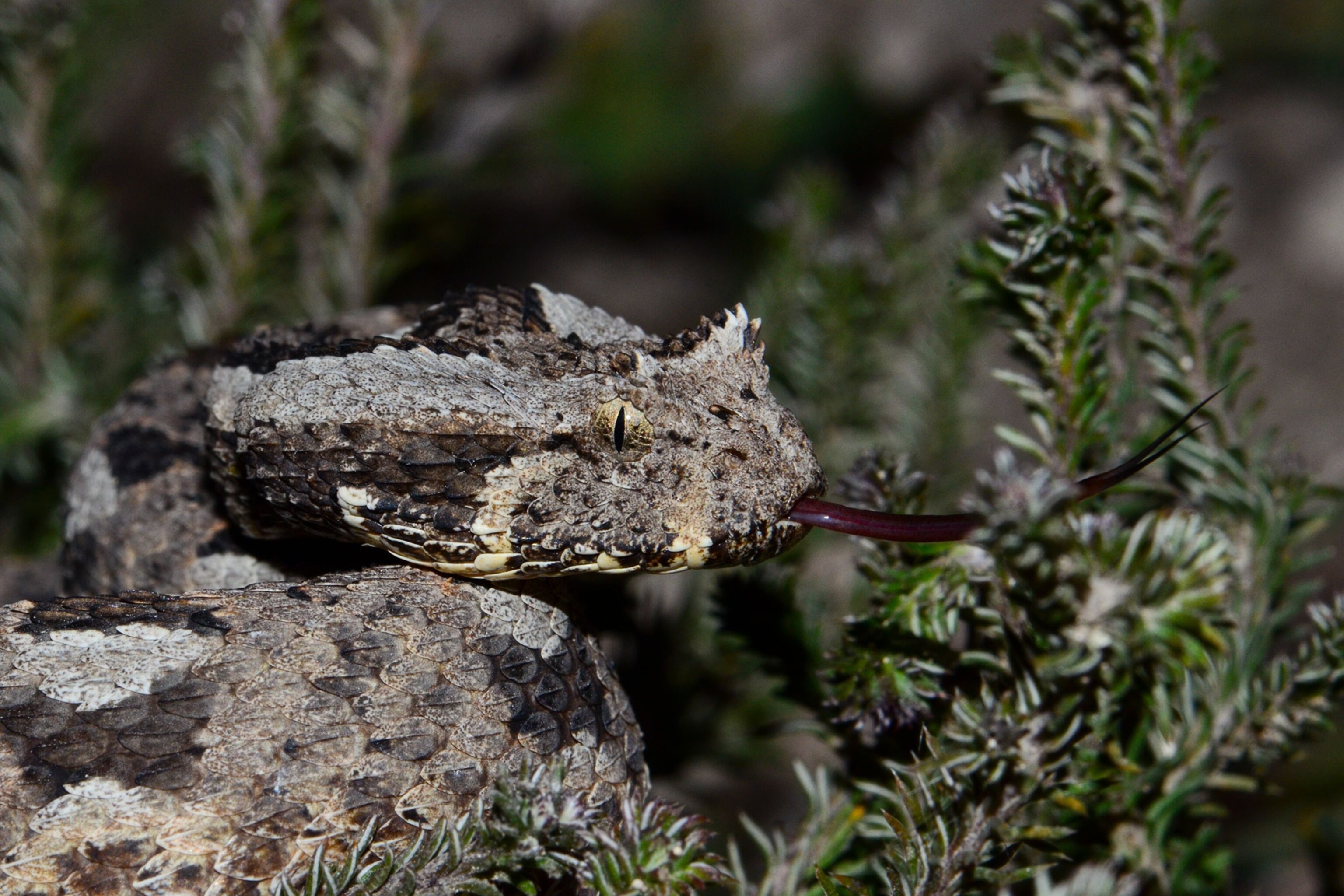 'Extinct' Venomous Snake Rediscovered