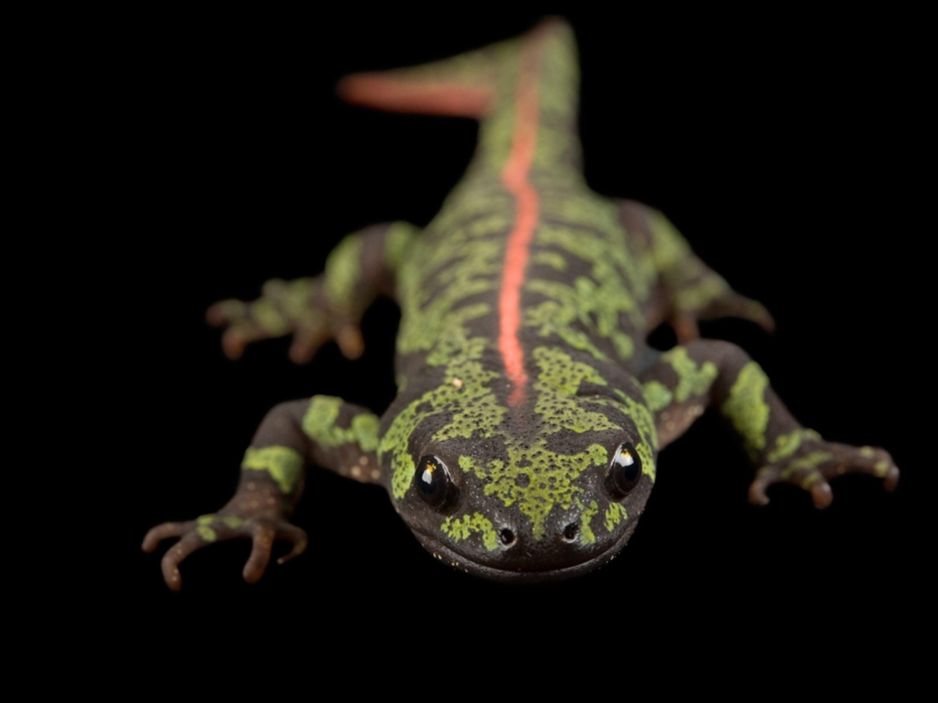 Amphibian Photo Gallery -- National Geographic