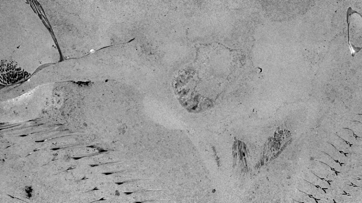 Hearts of Stone: A Fabulous Fossil Find | National Geographic