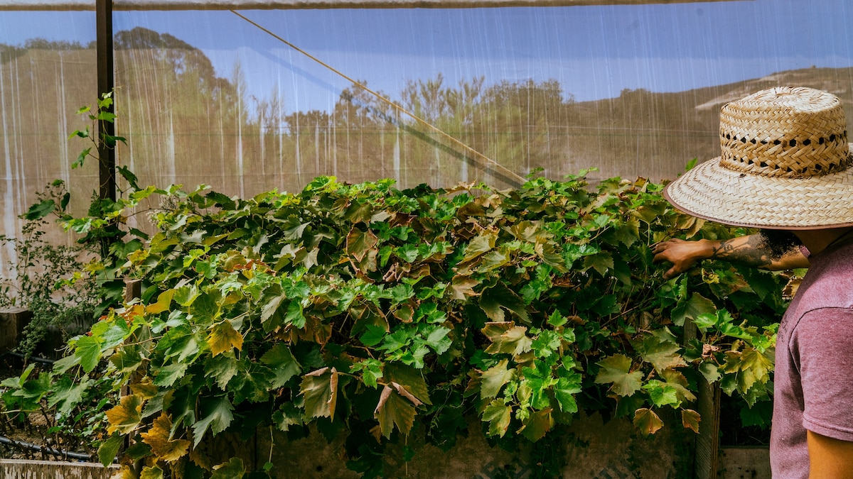 These ancient grapes may be the future of wine | National Geographic