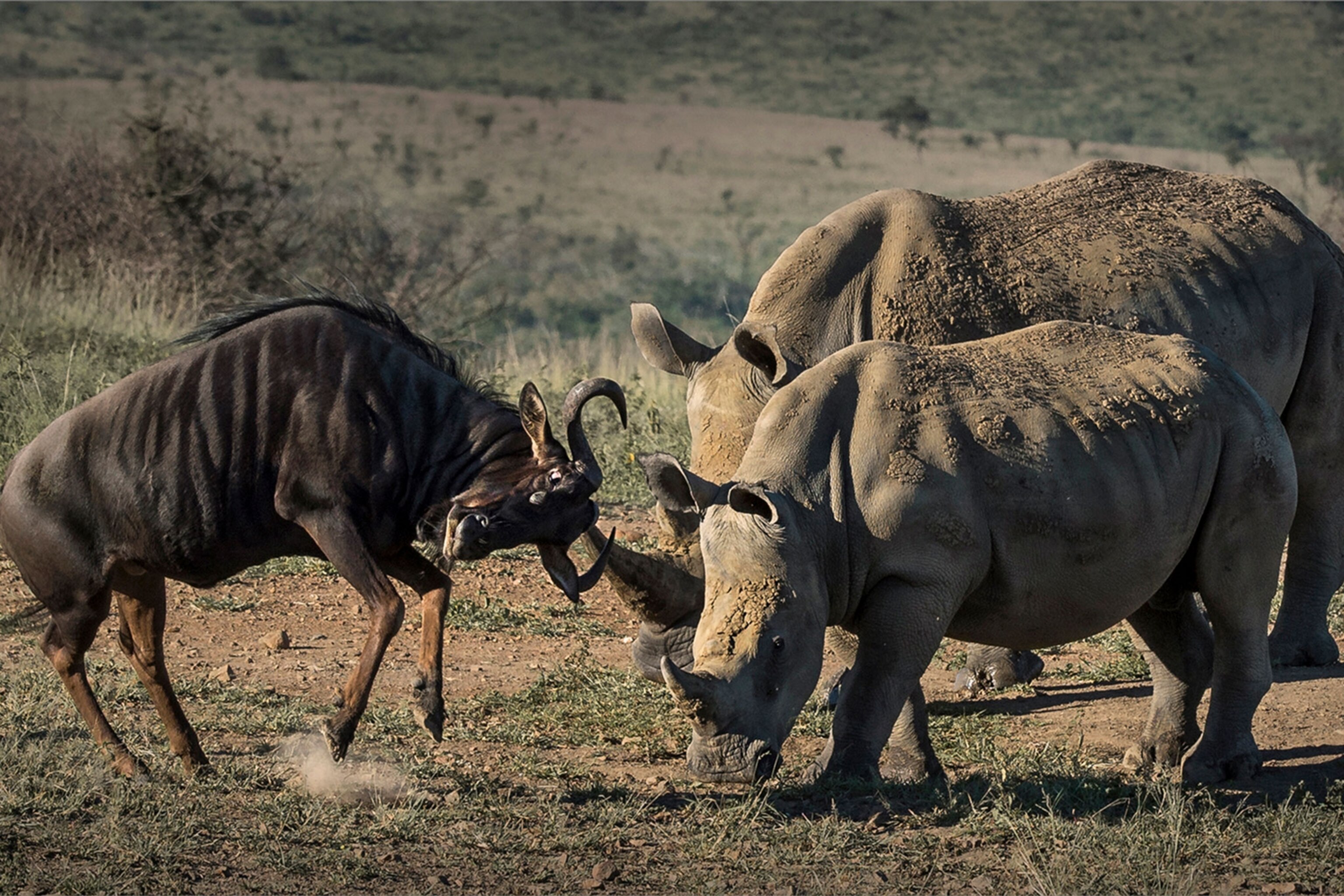 Vampire Bats Survive by Only Eating Blood—Now We Know How