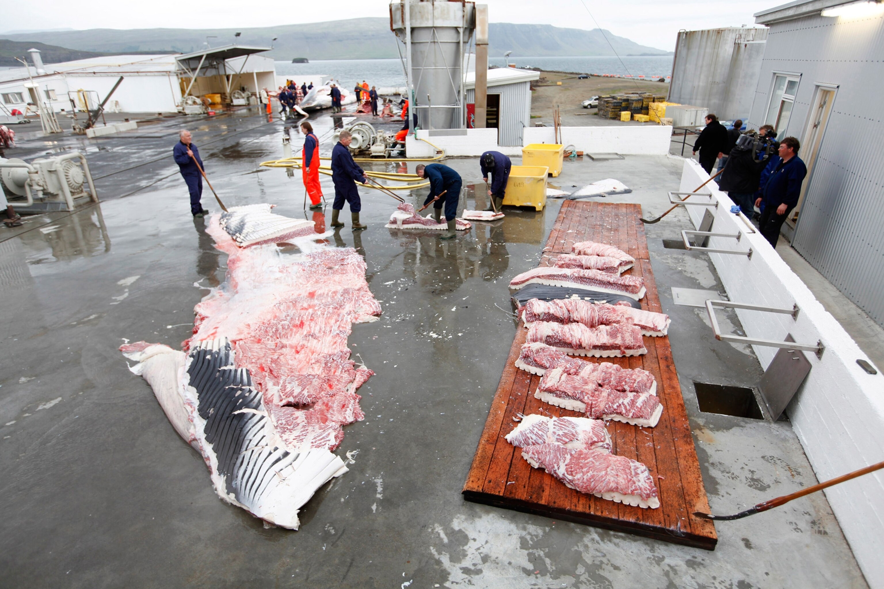 Icelanders Don’t Like Whale Meat—So Why the Hunts?