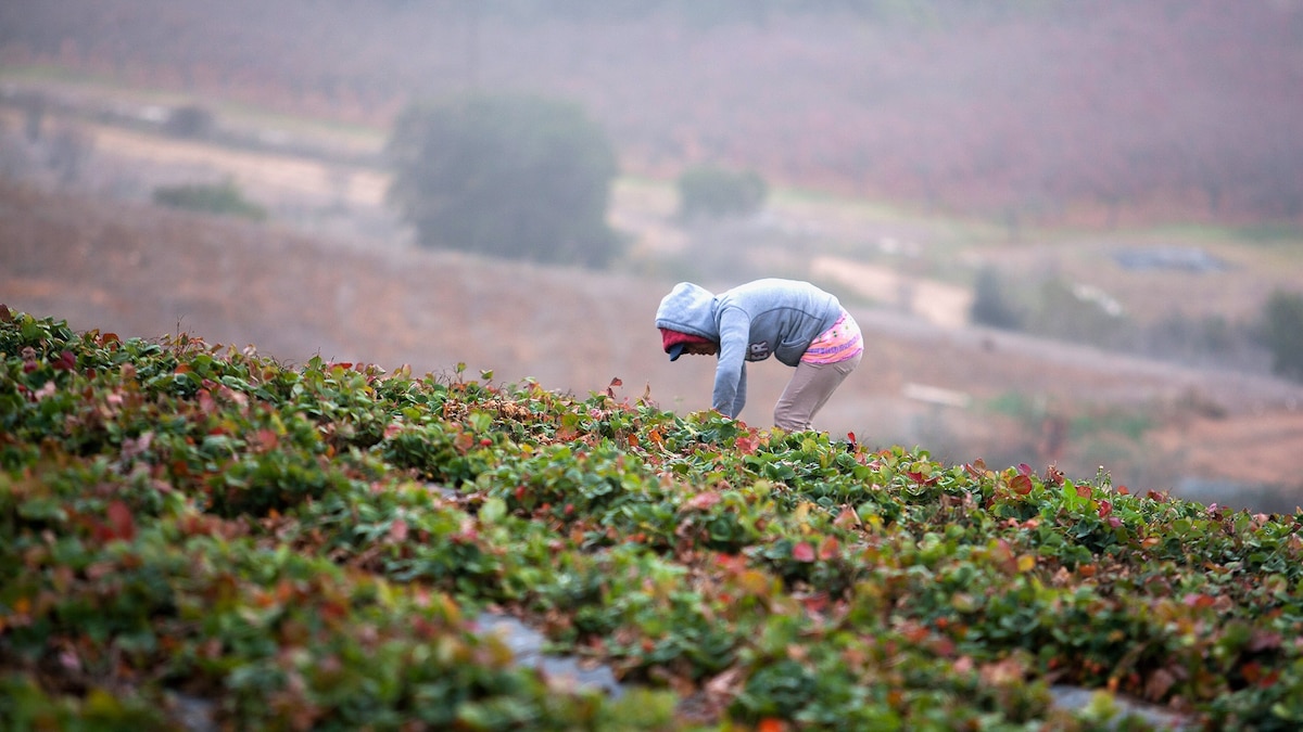 Can We Afford to Pay U.S. Farmworkers More? | National Geographic