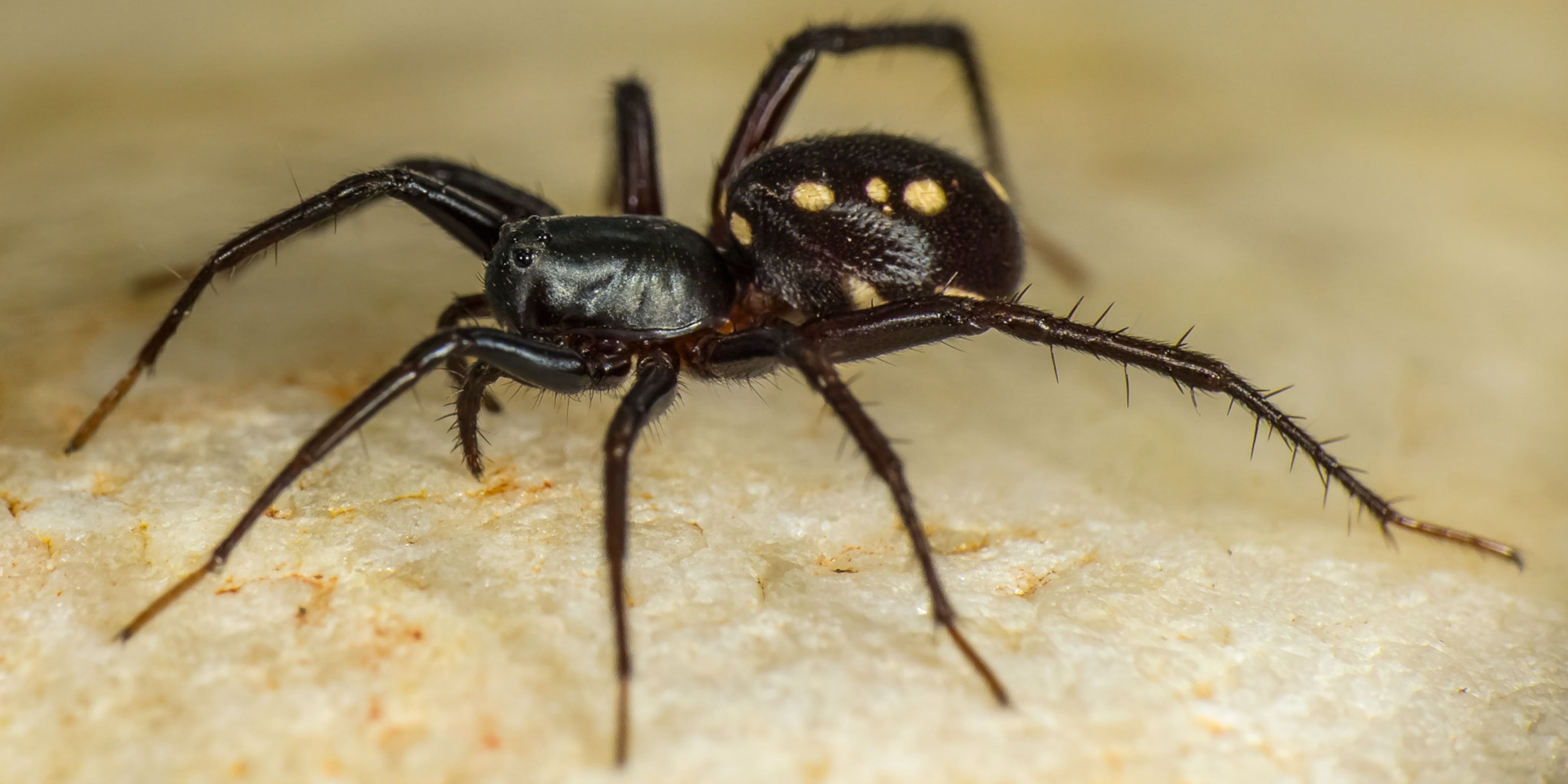50 New Spiders Discovered In Australia