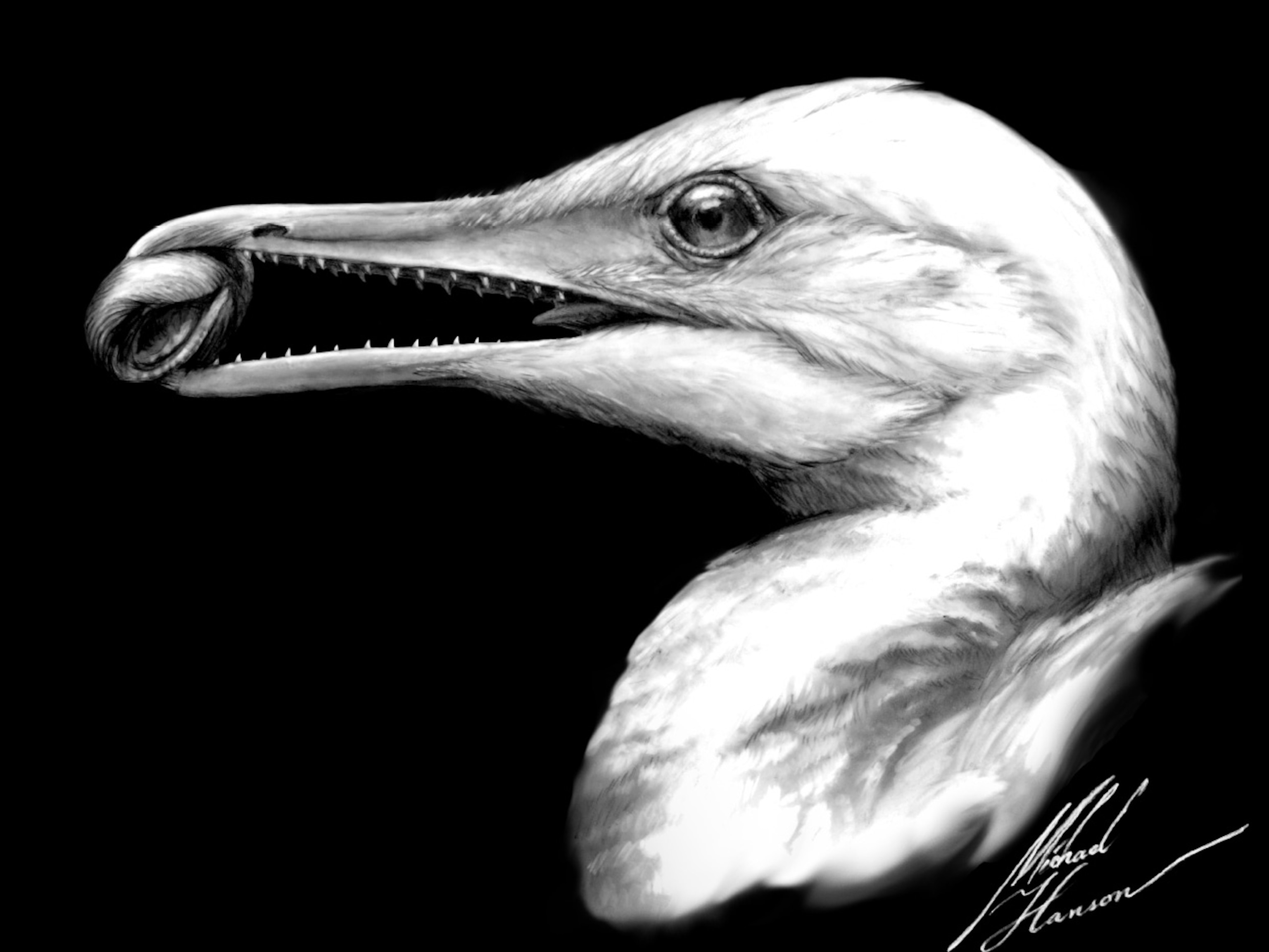 3-D Skull of Dinosaur-Era Bird Ichthyornis Found in Kansas