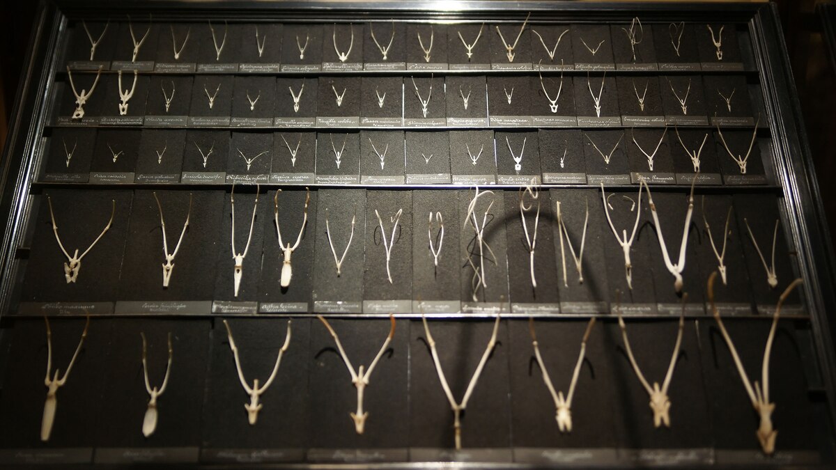 Sciencespeak: Hyoid | National Geographic