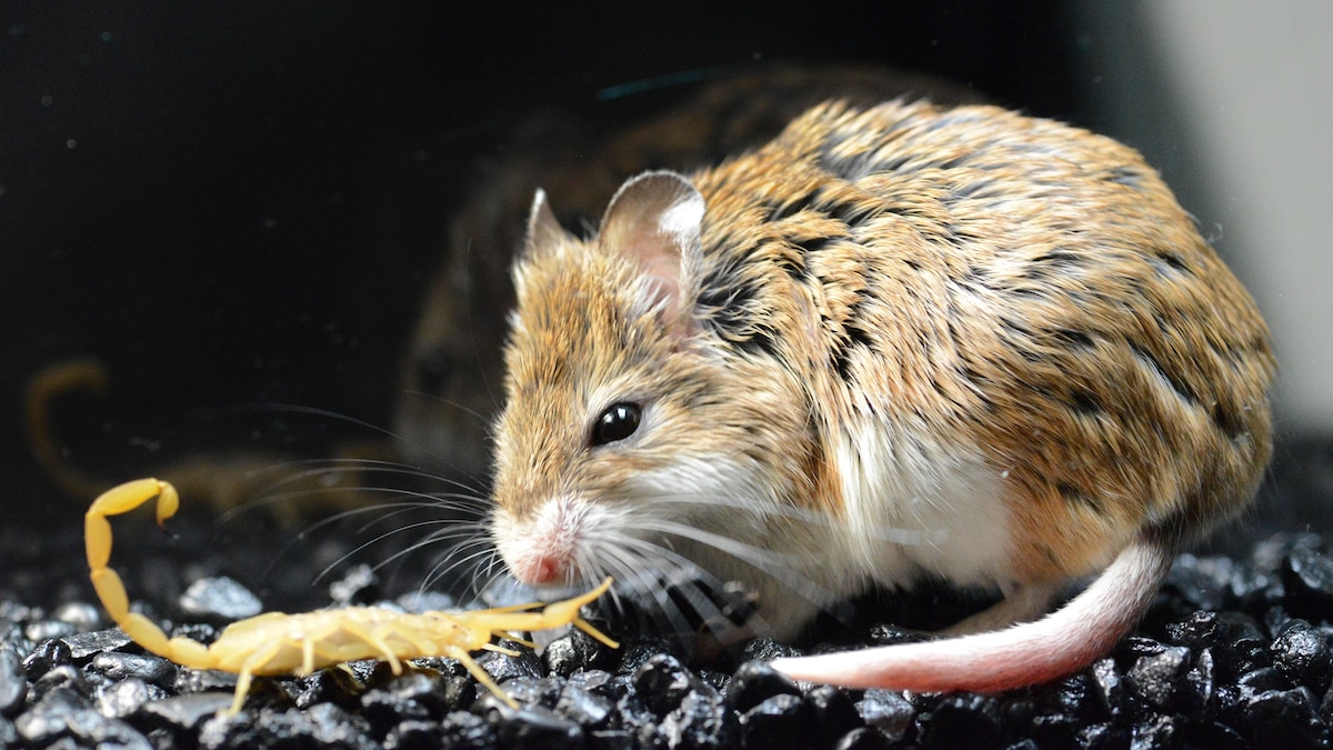 Grasshopper Mice Immune to Bark Scorpion Stings | National Geographic