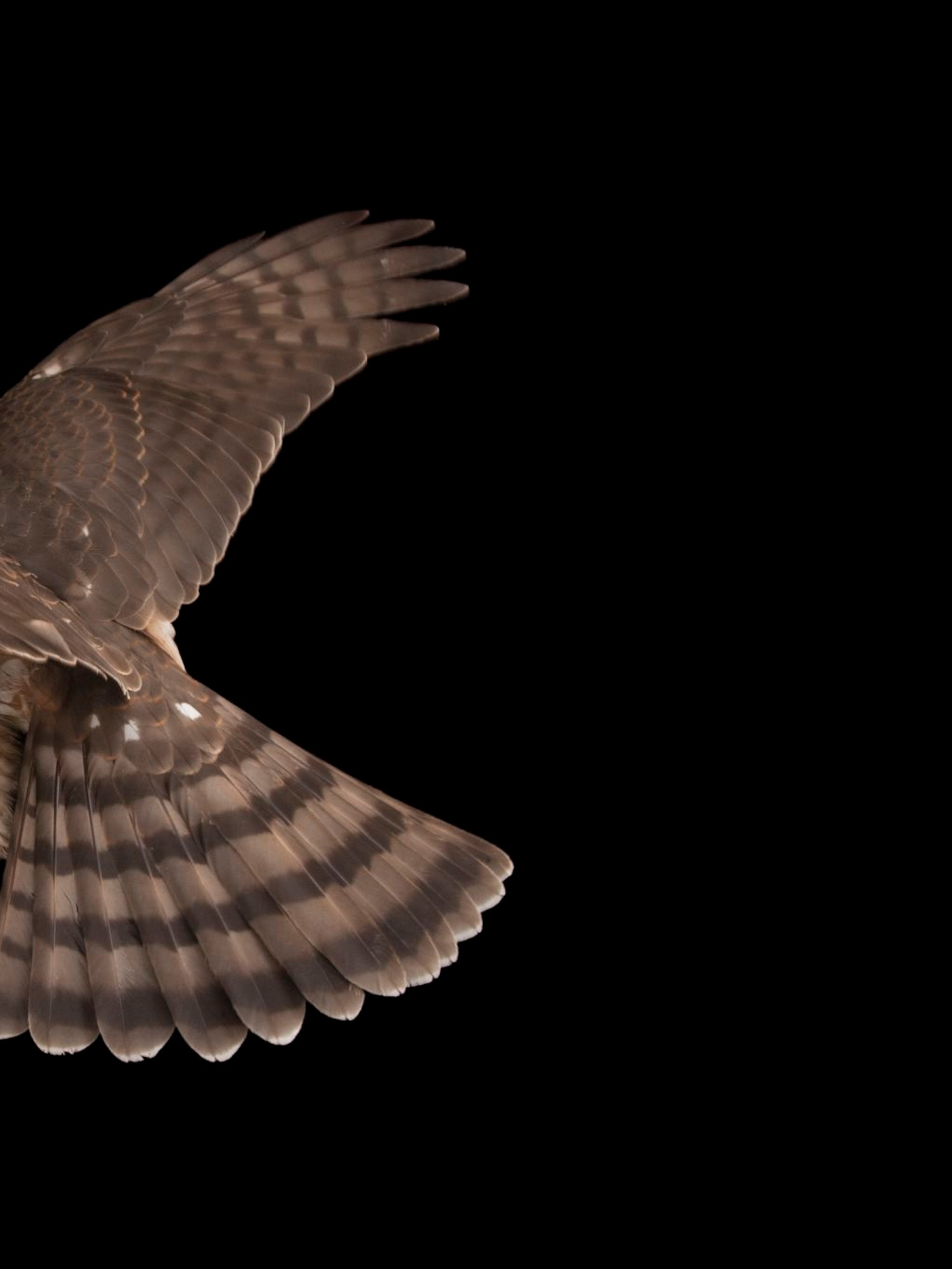 Sharp Shinned Hawk In Flight