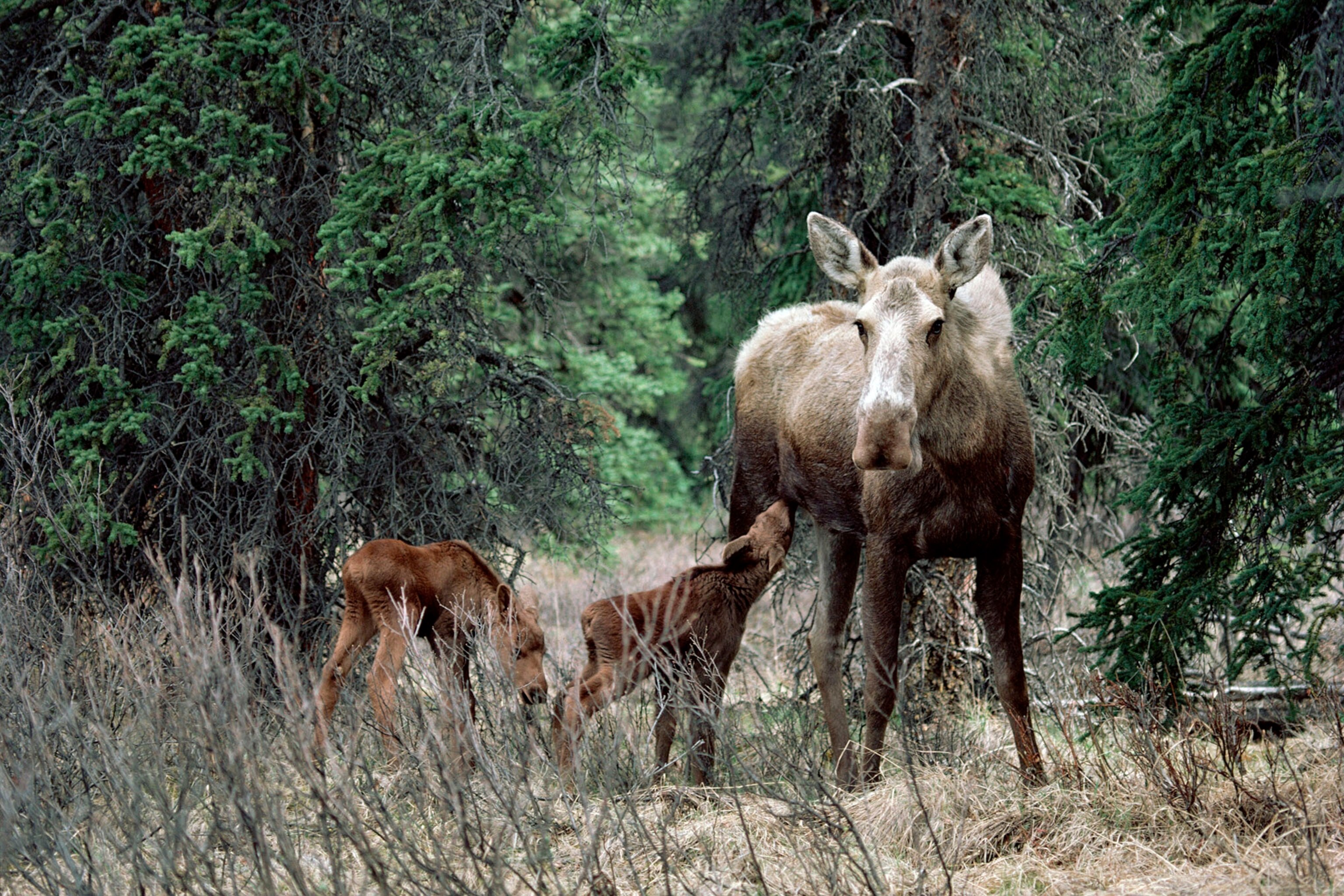 30 Unforgettably Sweet Moments Between Animal Moms and Babies