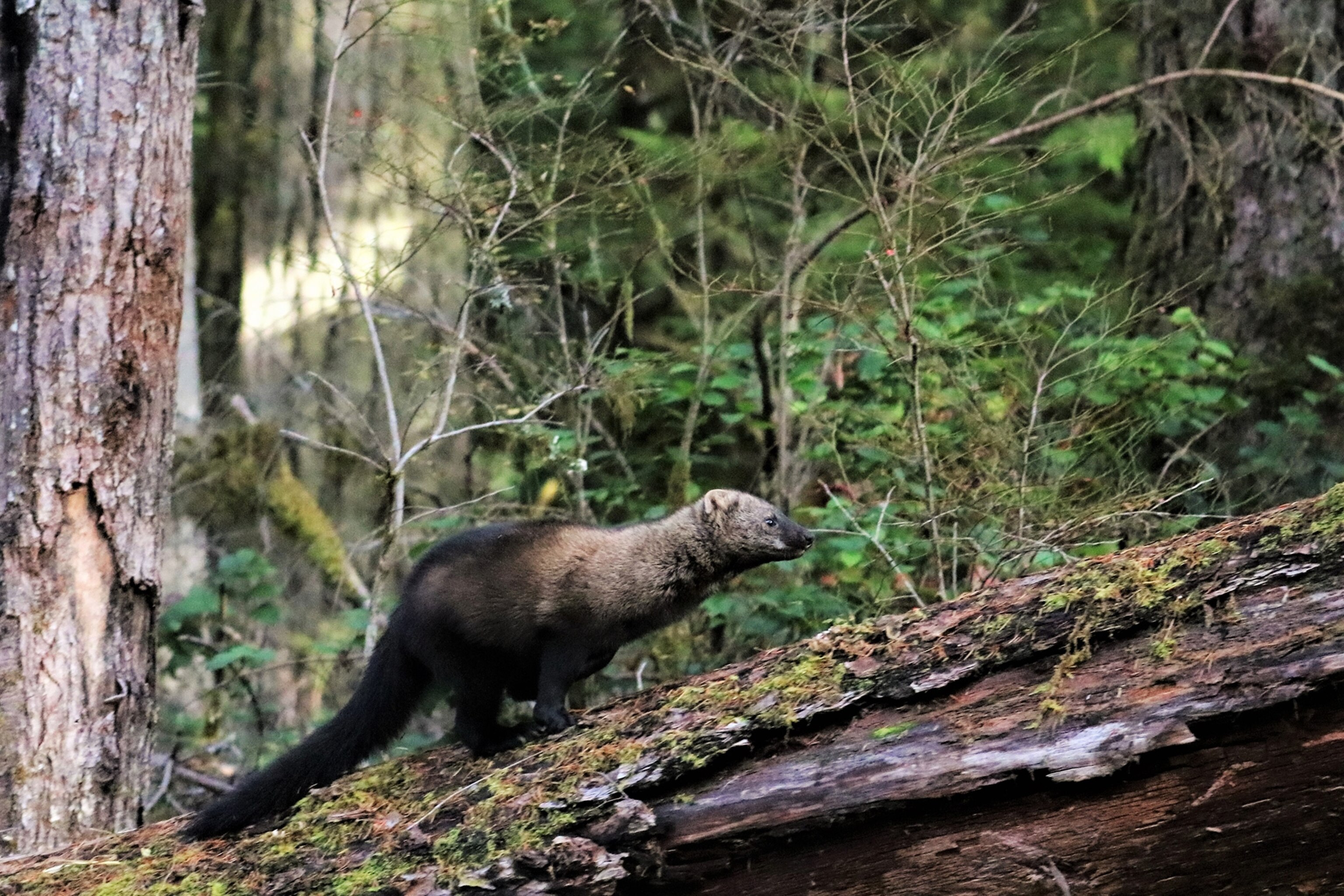 Return of weasel-like fishers finally gives Washington State all its ...