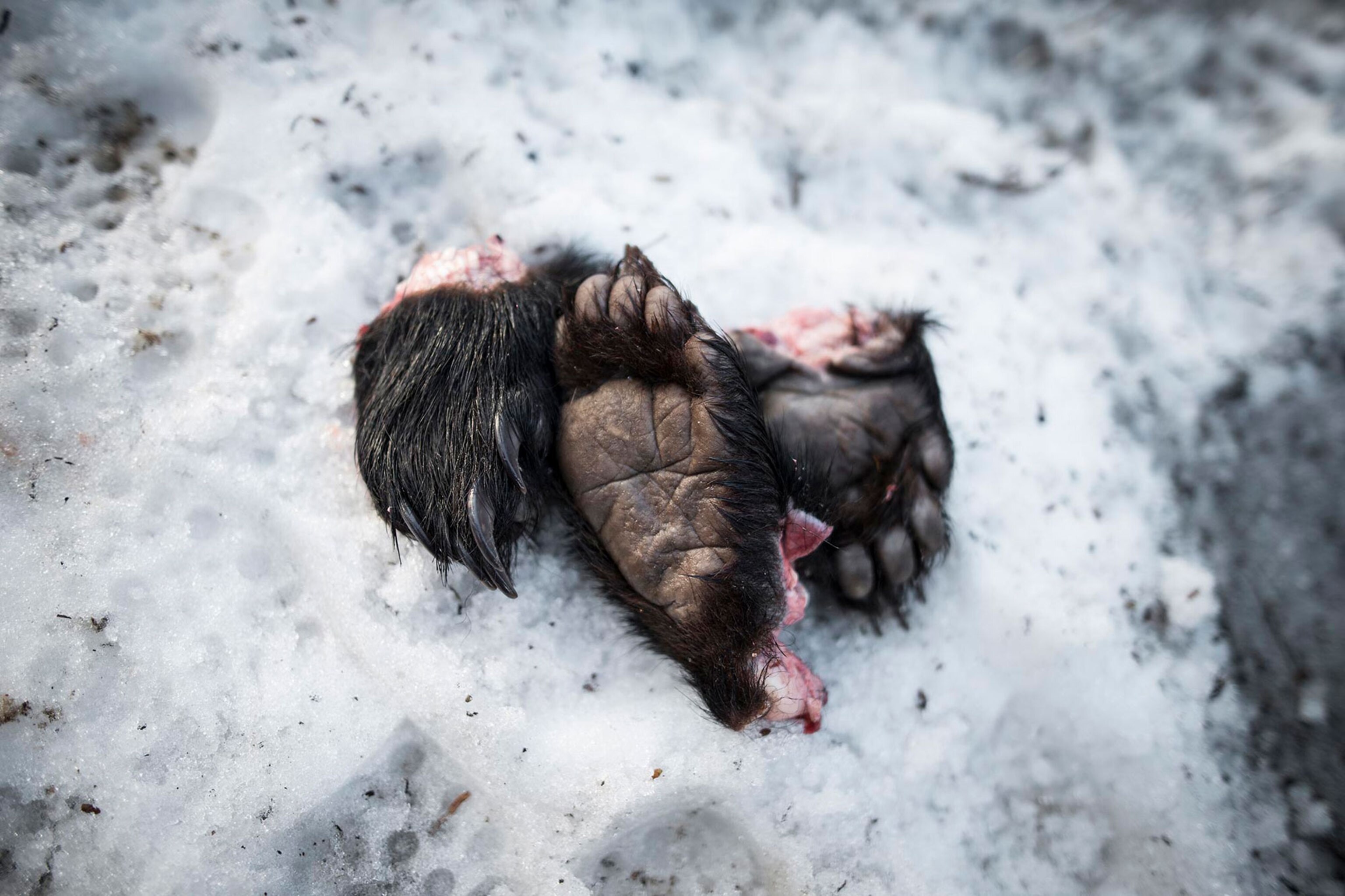 Japan's 400-Year-Old Bear Hunt Is Sacred—and Controversial