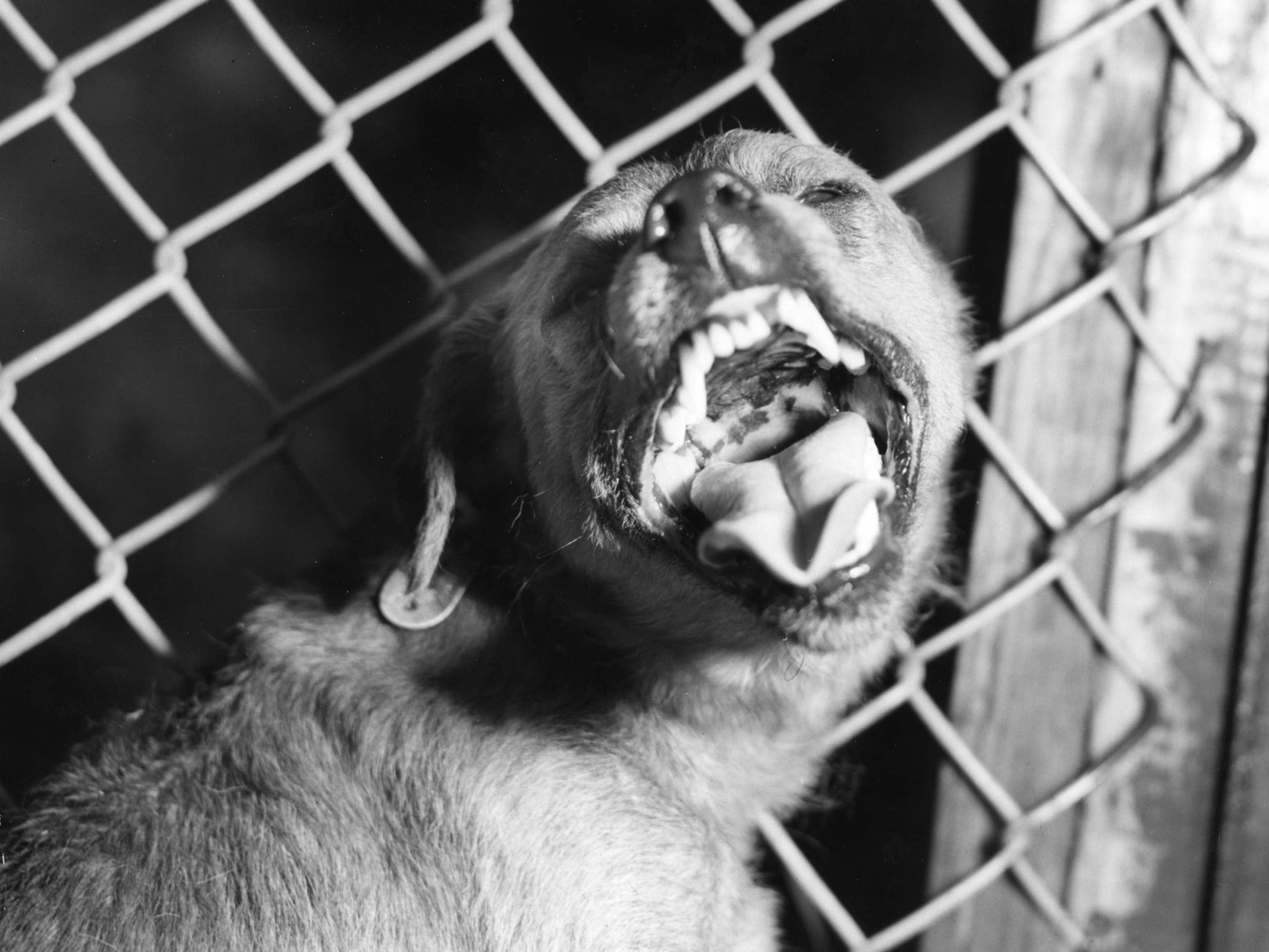 Rabies: What to know about how it spreads—and how to eradicate it