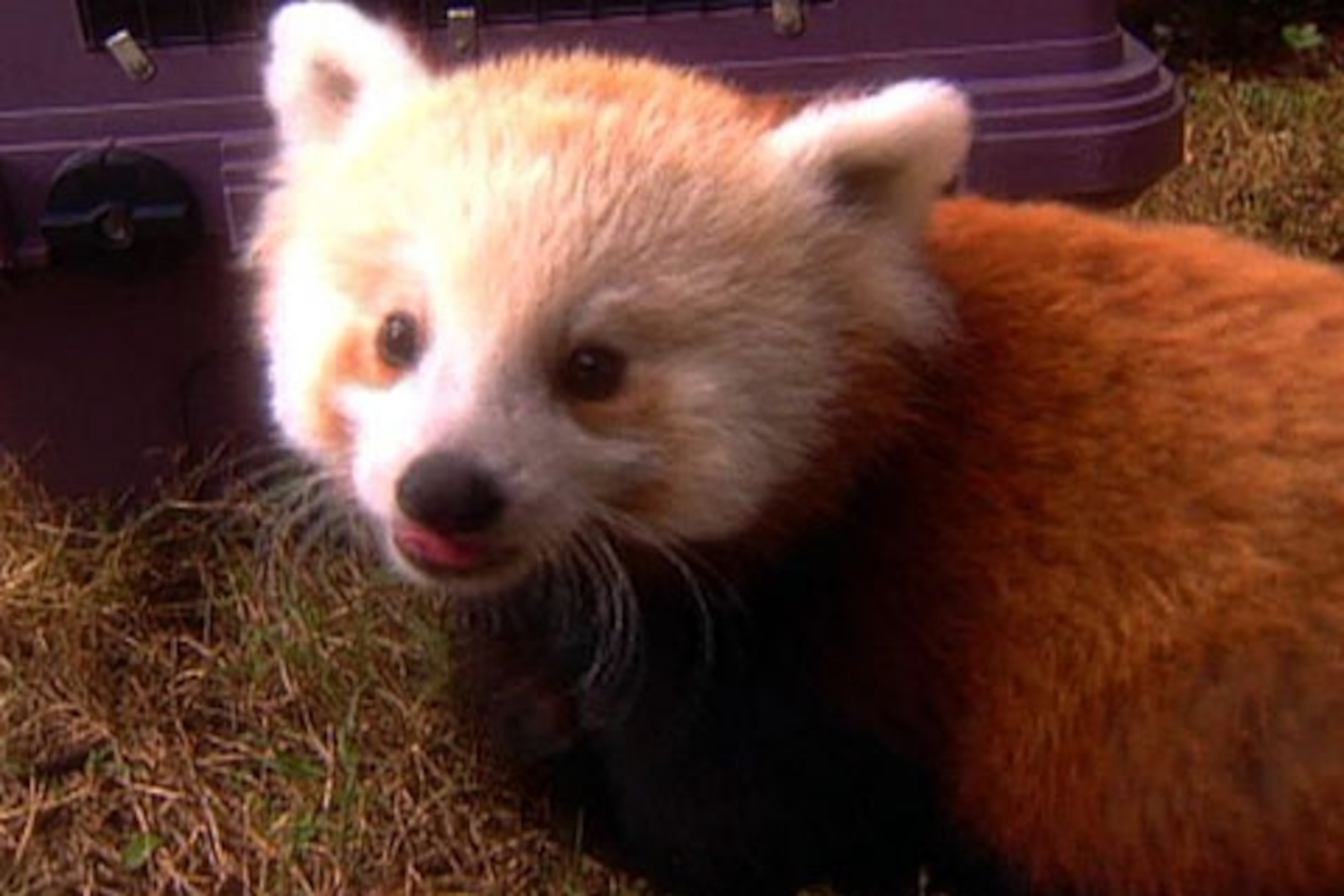 Fluffy Baby Red Pandas