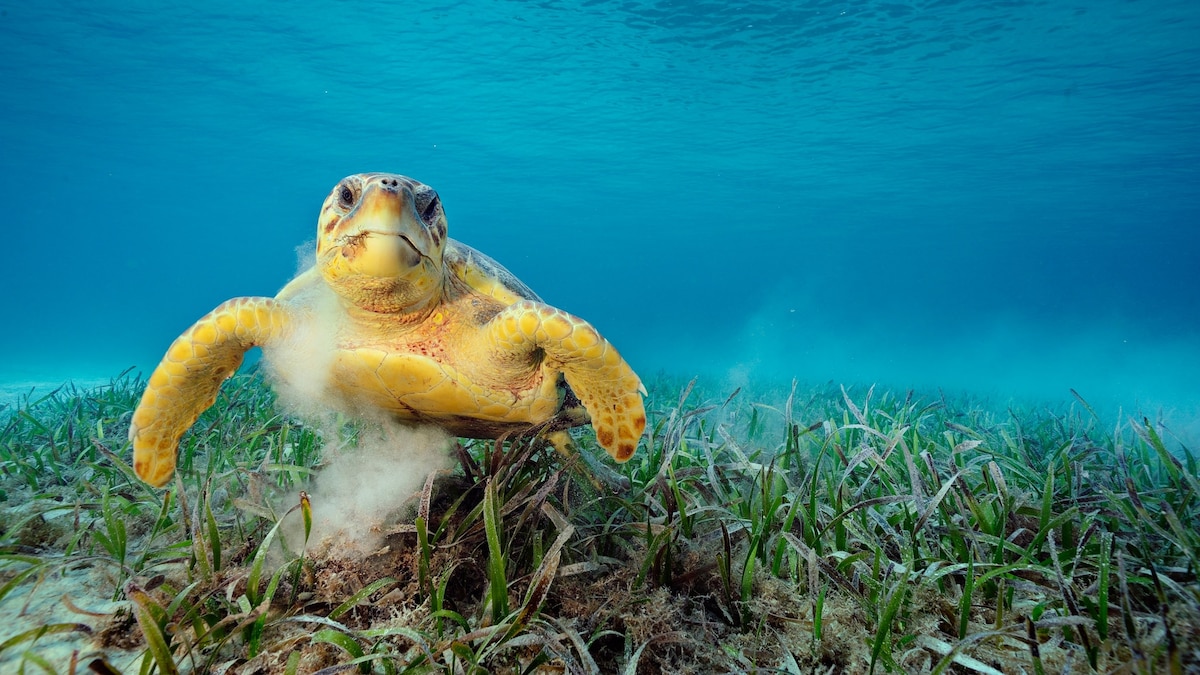 Sea turtles can carry more than 100,000 tiny animals on their shells ...