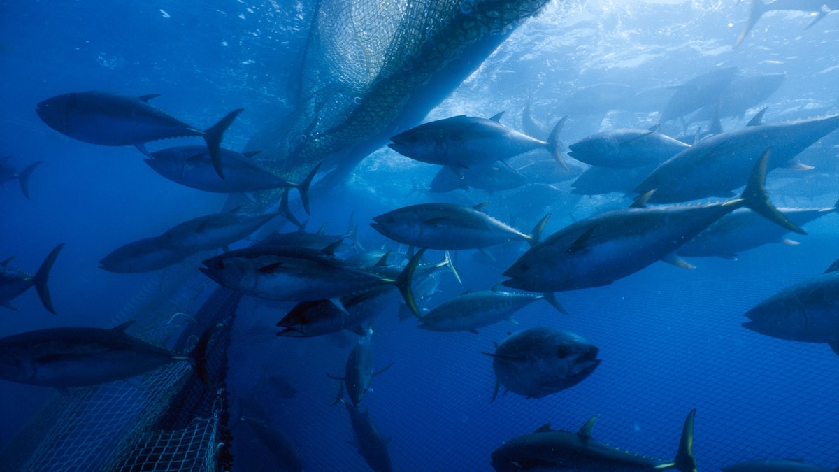 Dolphin-Safe Tuna Rules Just Got Tougher | National Geographic