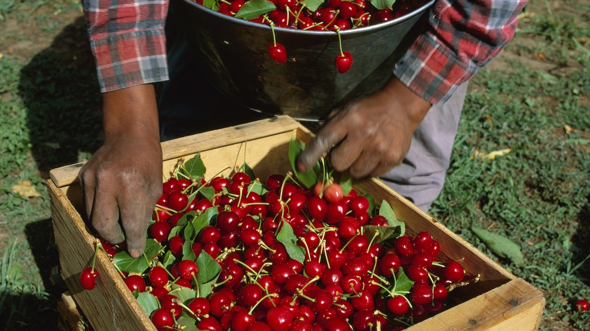 Ethical Eating: The Plants (and Animals) Are Watching Us | National ...