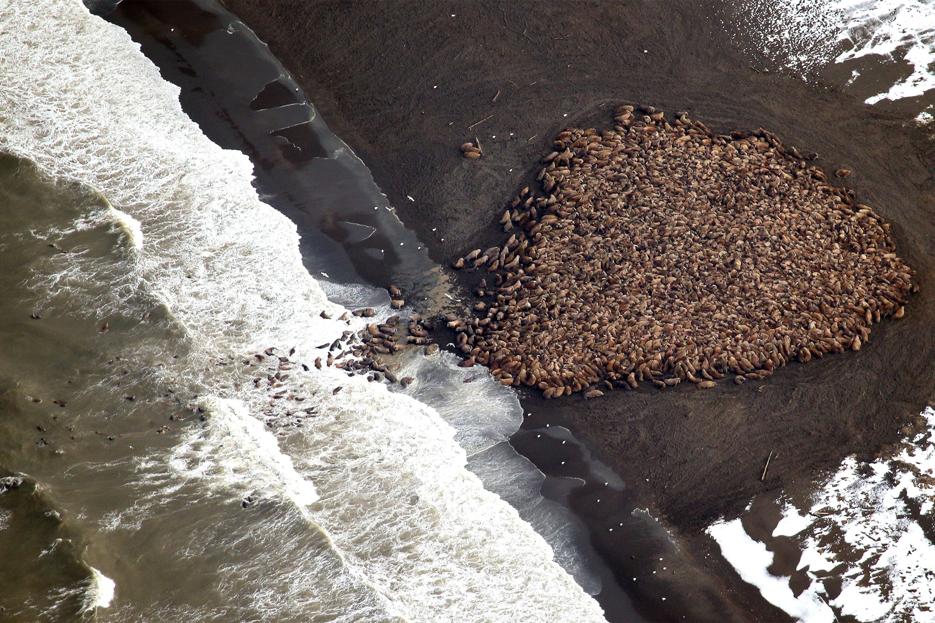Biggest Walrus Gathering Recorded as Sea Ice Shrinks