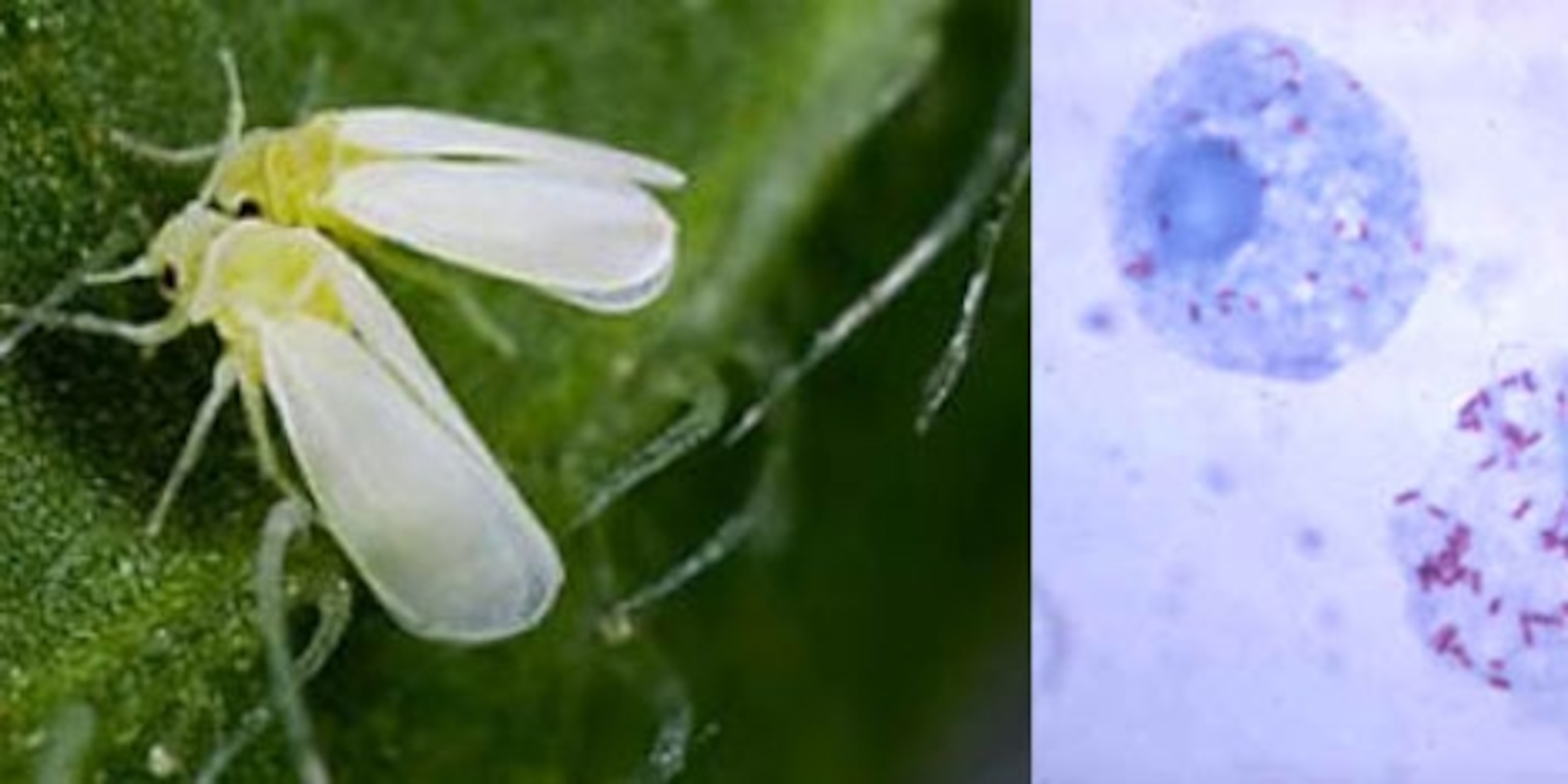 Insects trade bacteria by drinking from the same plant