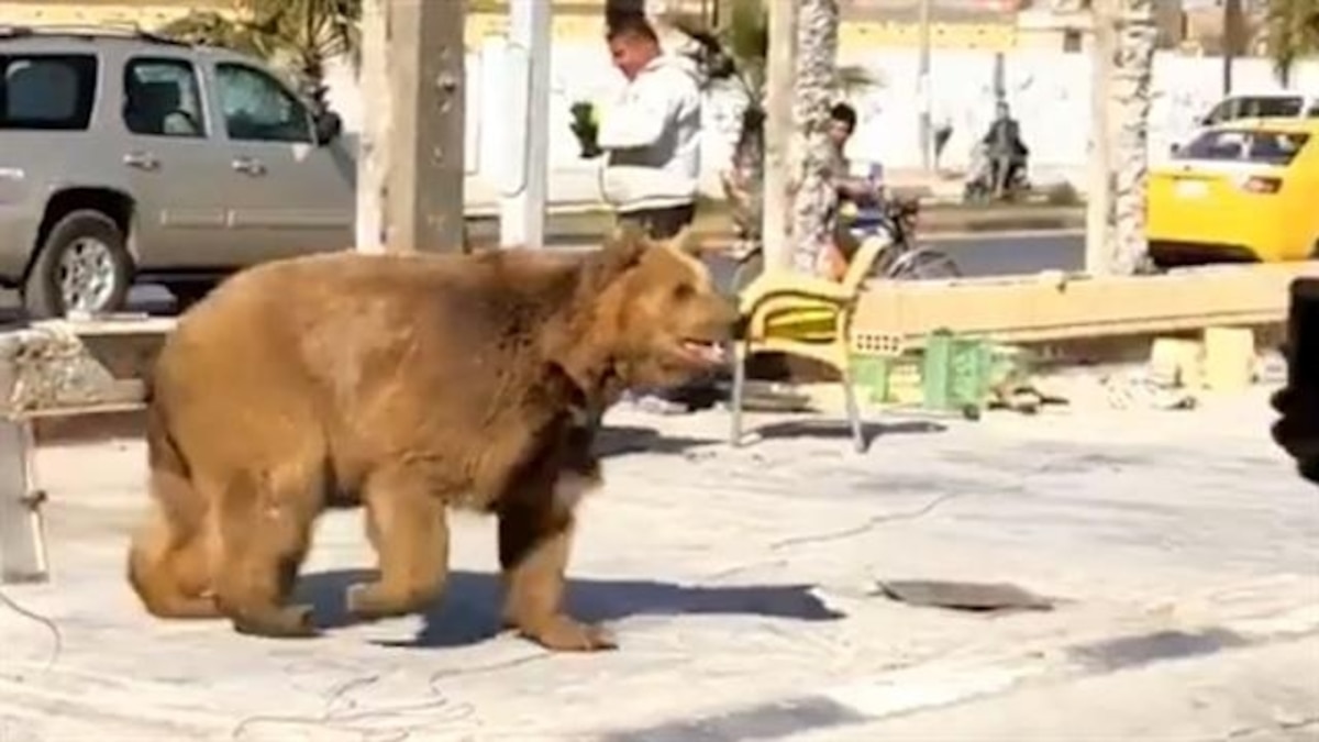 Escaped Bear Startles Pedestrians on Crowded Street in Basra, Iraq ...