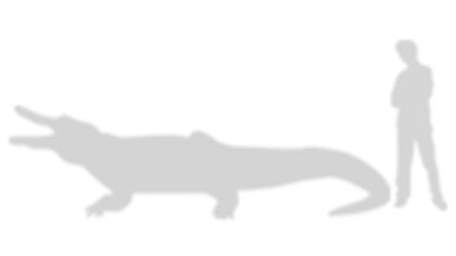 Nile Crocodile Size Chart