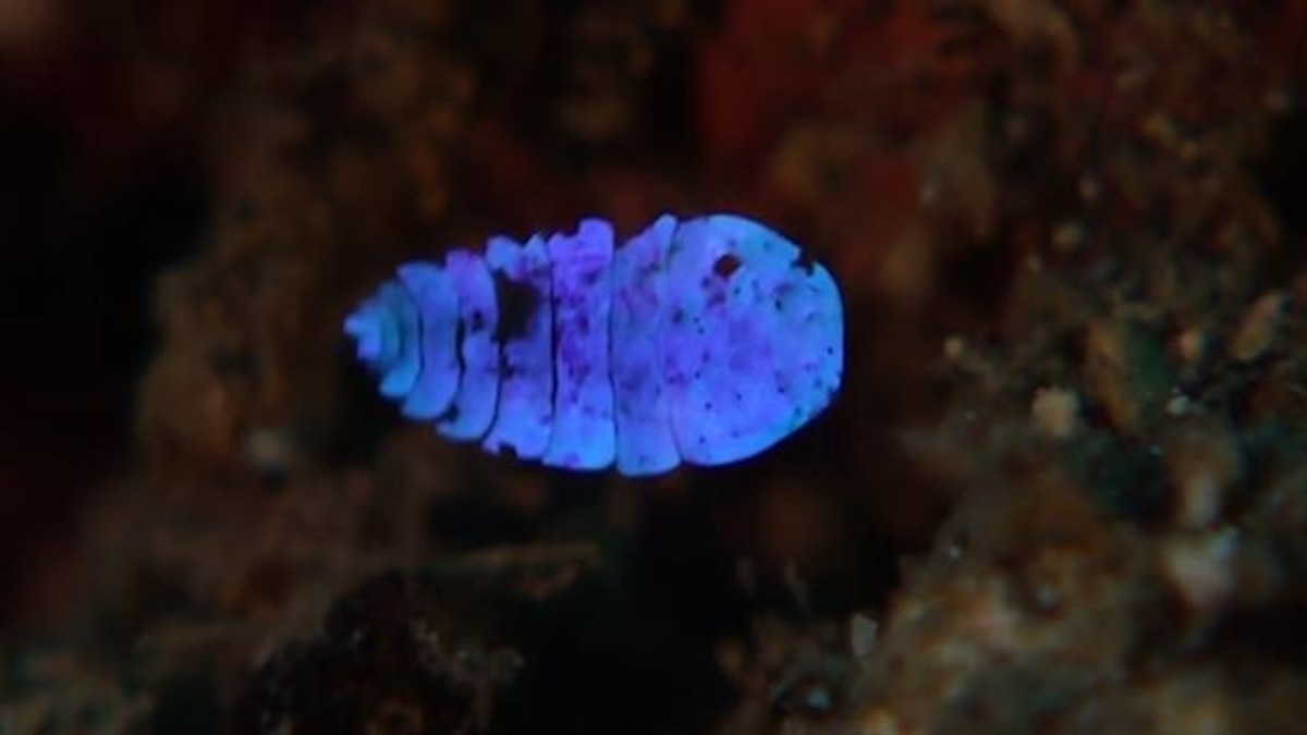 Sea Sapphires and 5 Other Shiny Ocean Creatures | National Geographic