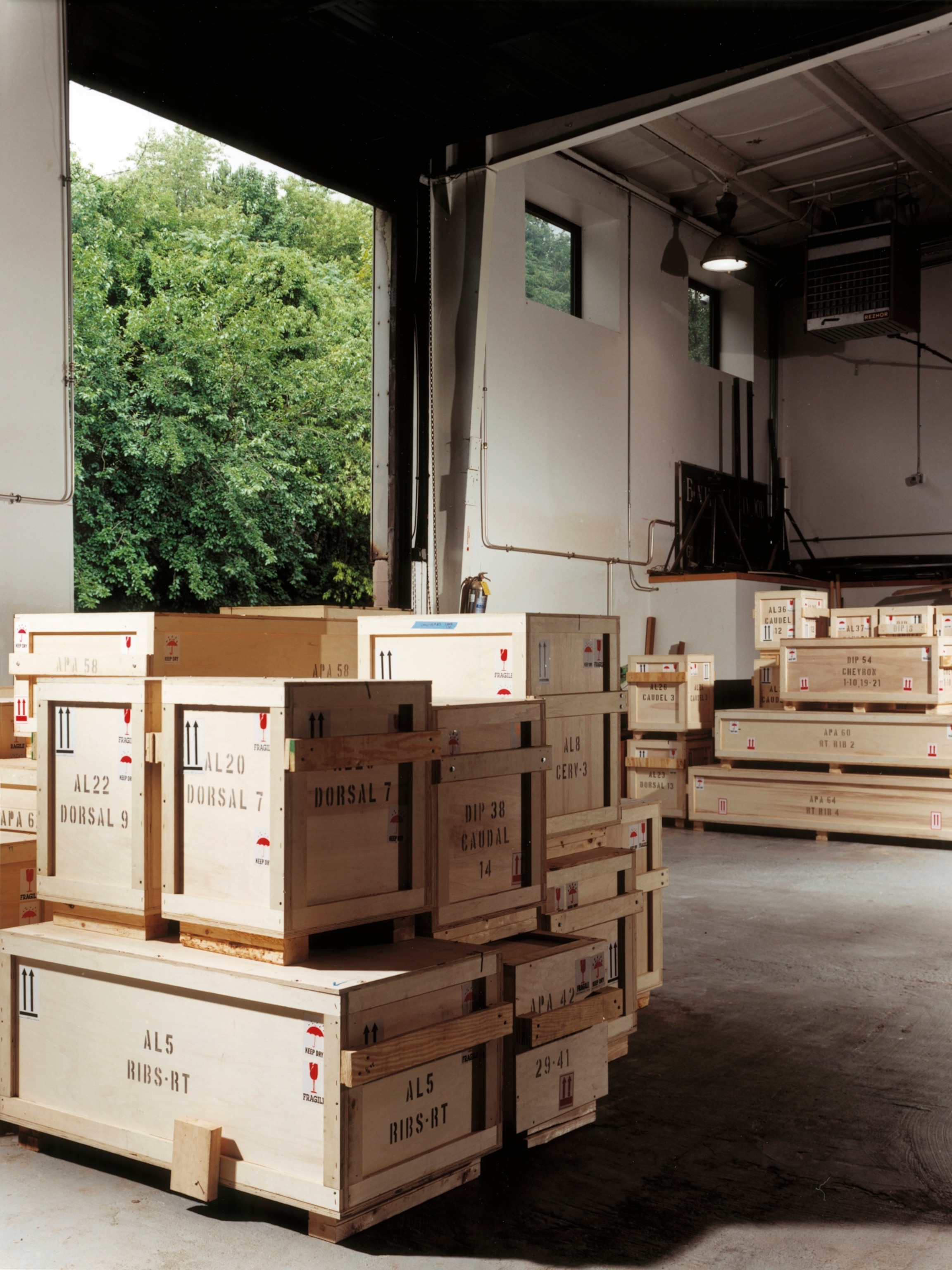 Go behind the scenes of dinosaur fossil restoration