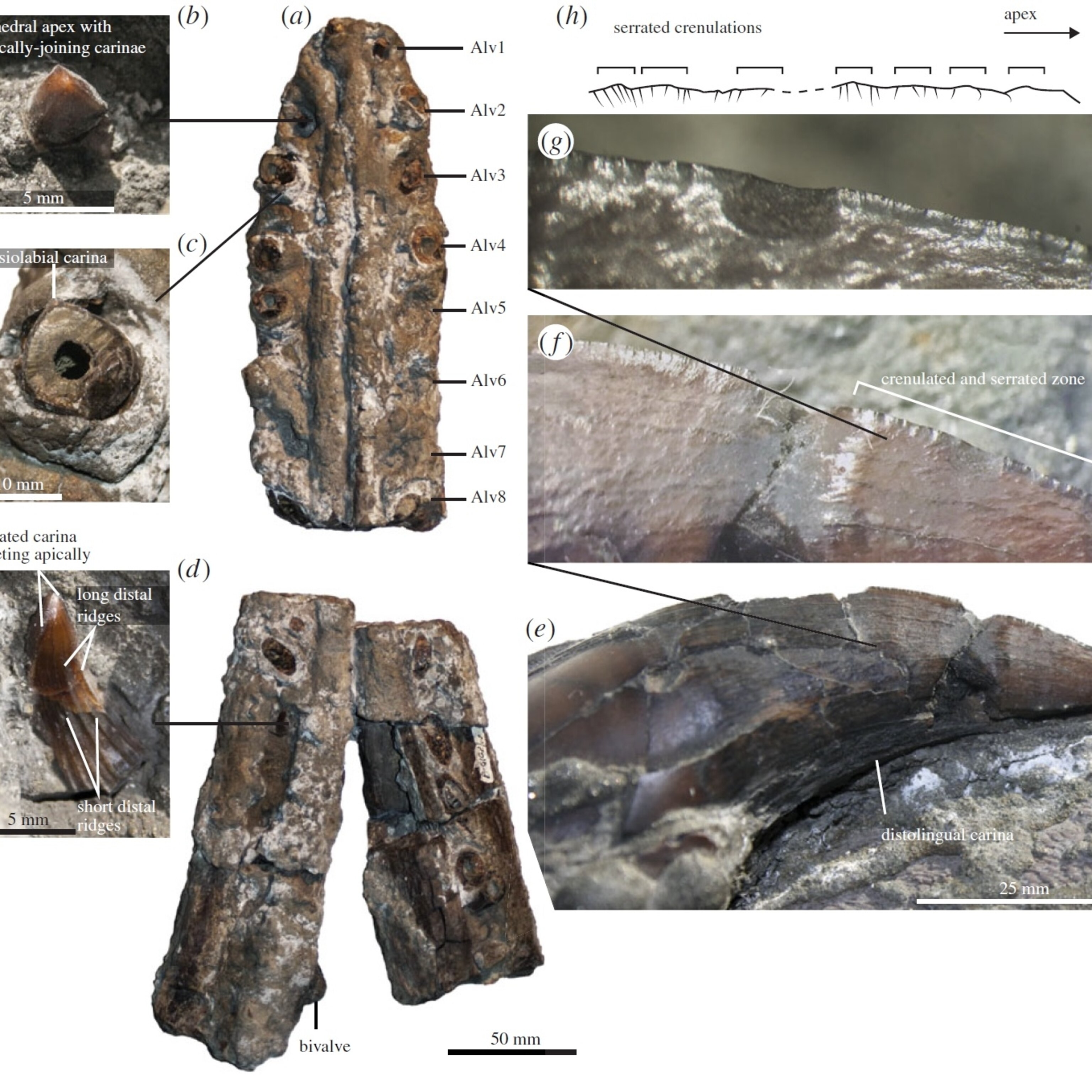 Paleo Profile: Russia’s Curved Blade
