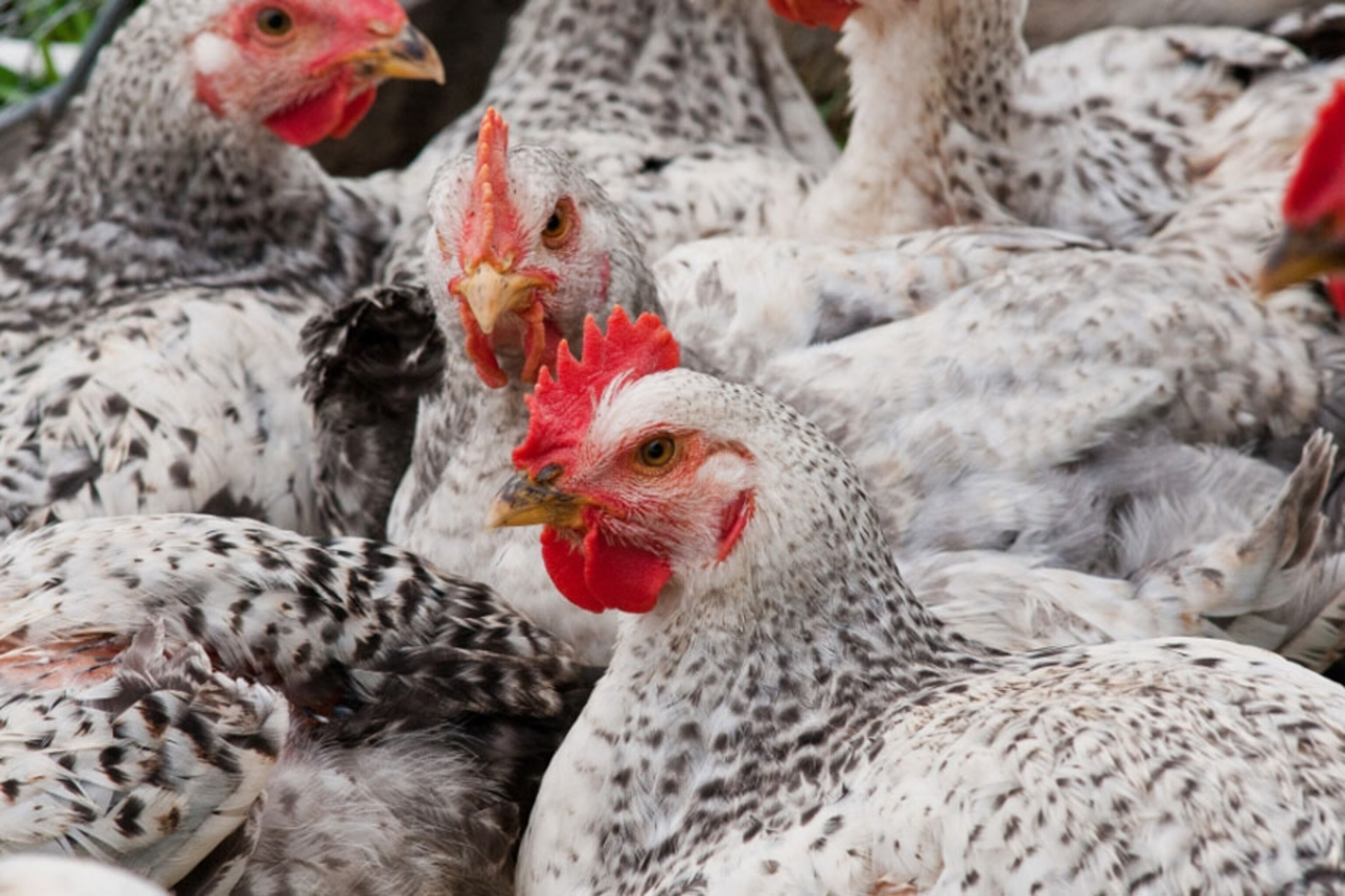 Leaky Vaccines Enhance Spread of Deadlier Chicken Viruses
