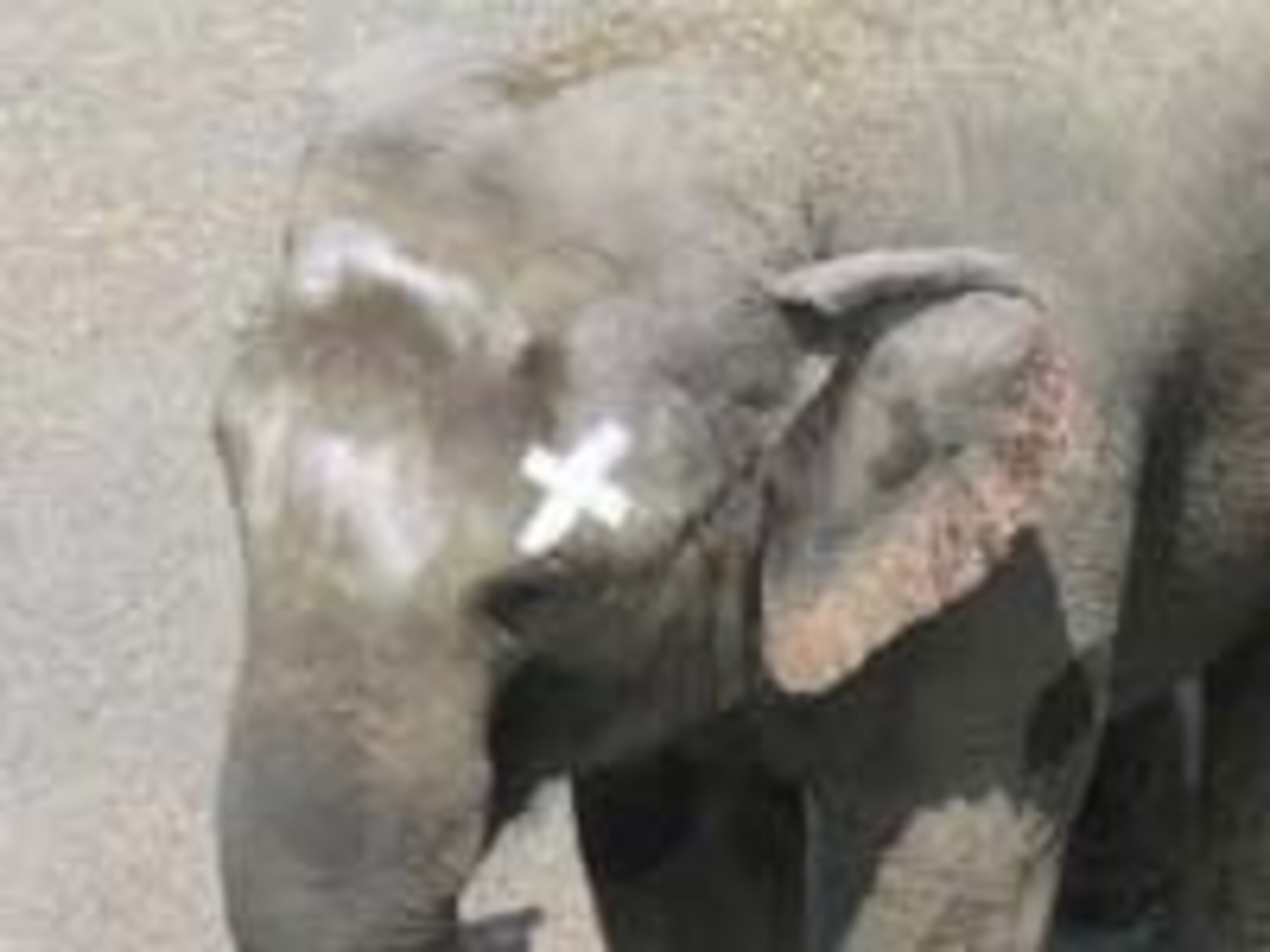 Elephants recognise themselves in mirror
