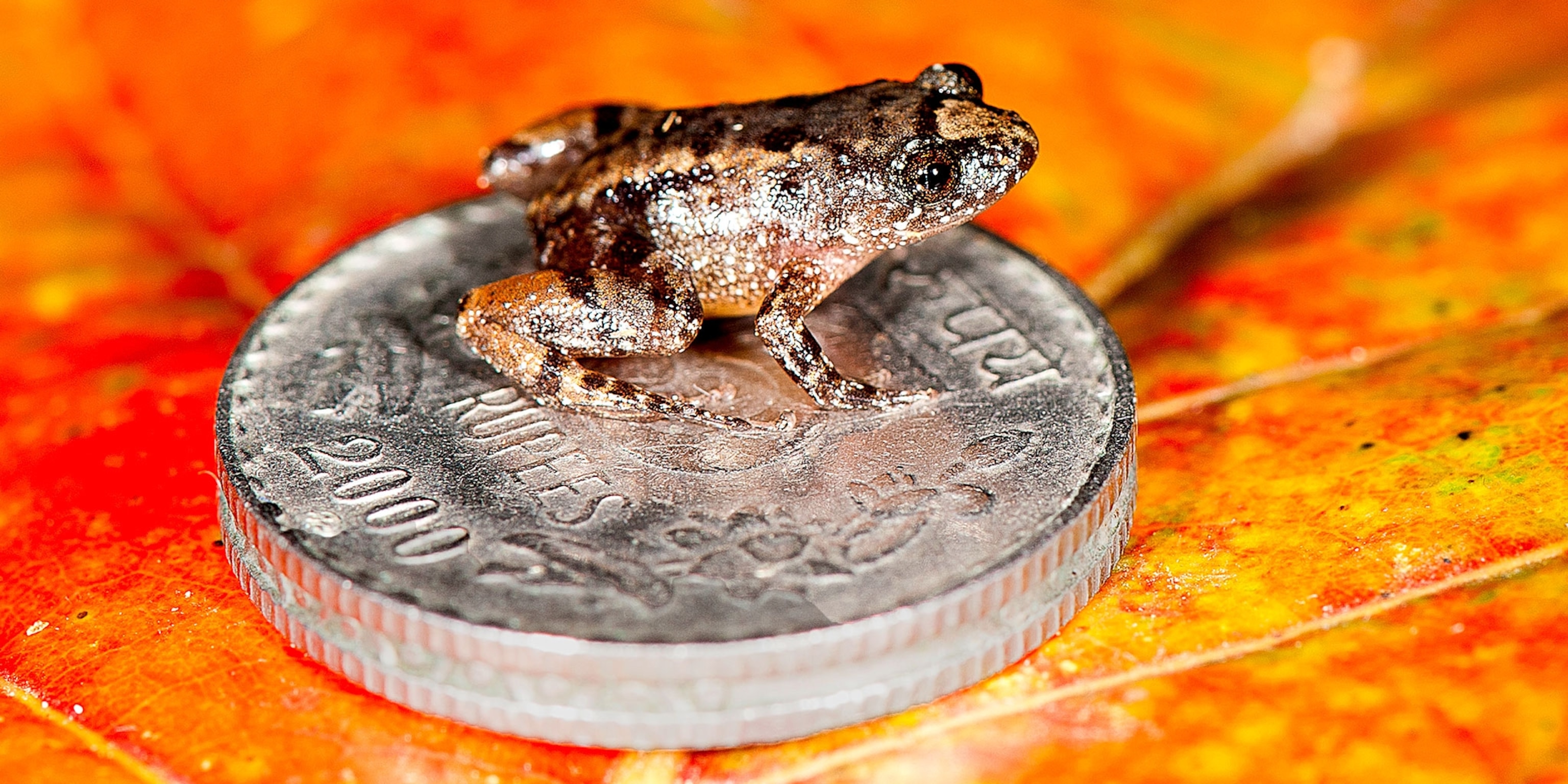 7 M&M-Size Frog Species Found, Among World's Smallest