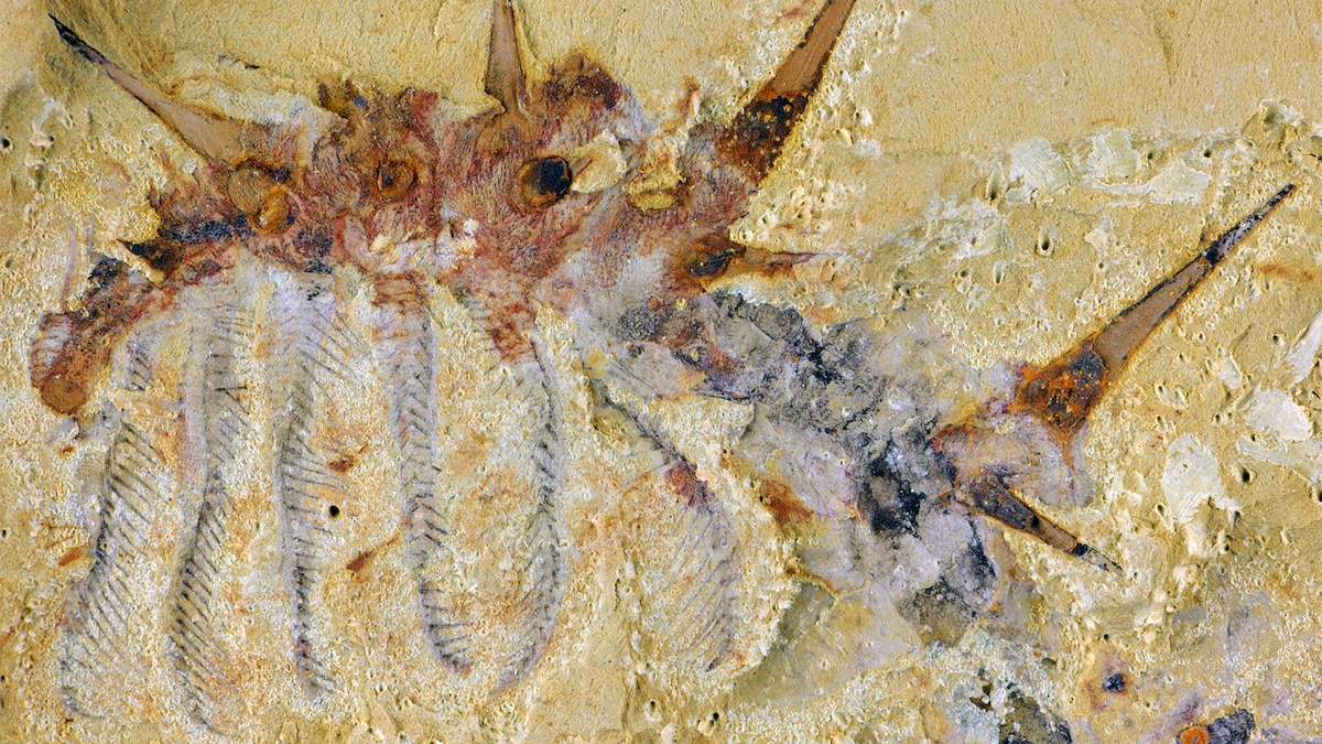 Super-Spiky Ancient Worm Makes Its Debut | National Geographic