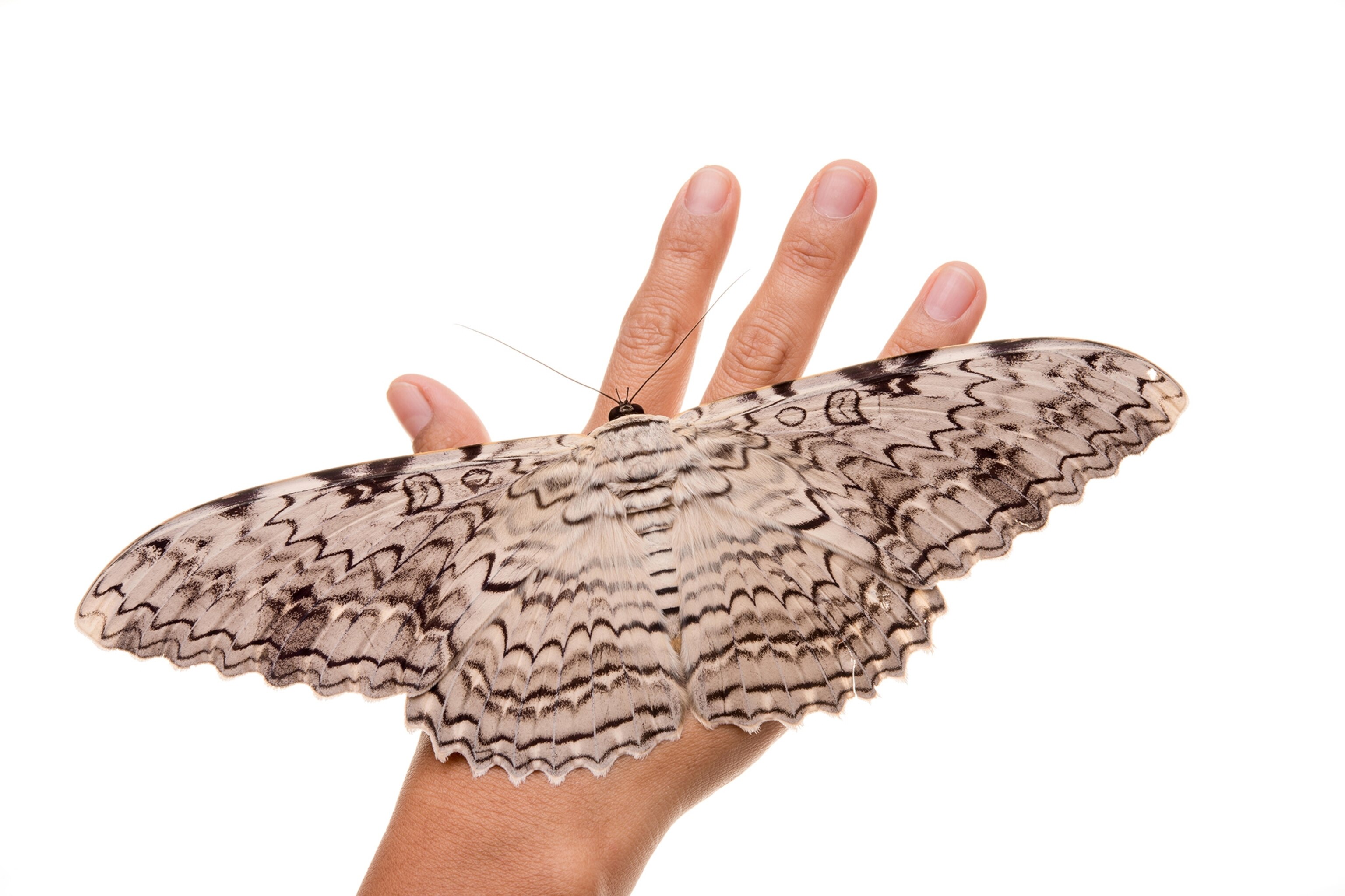 What Was the Biggest Insect That Ever Lived?