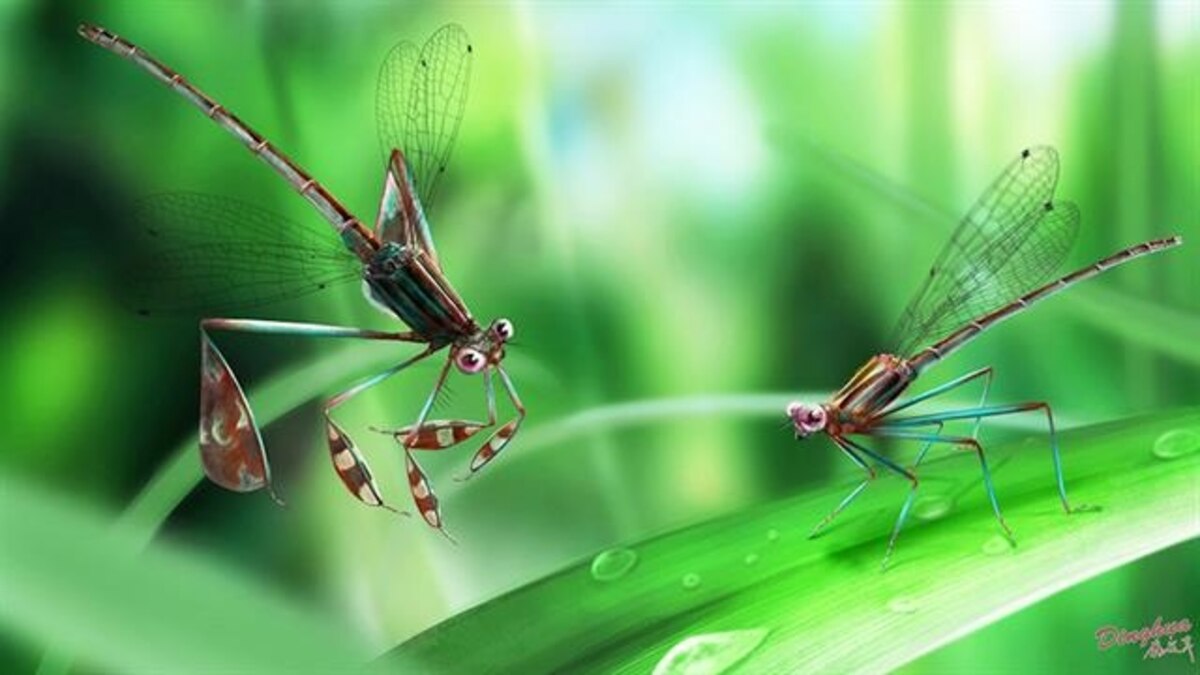 Fossil Male Insect Wooed Mates with Sexy Legs | National Geographic