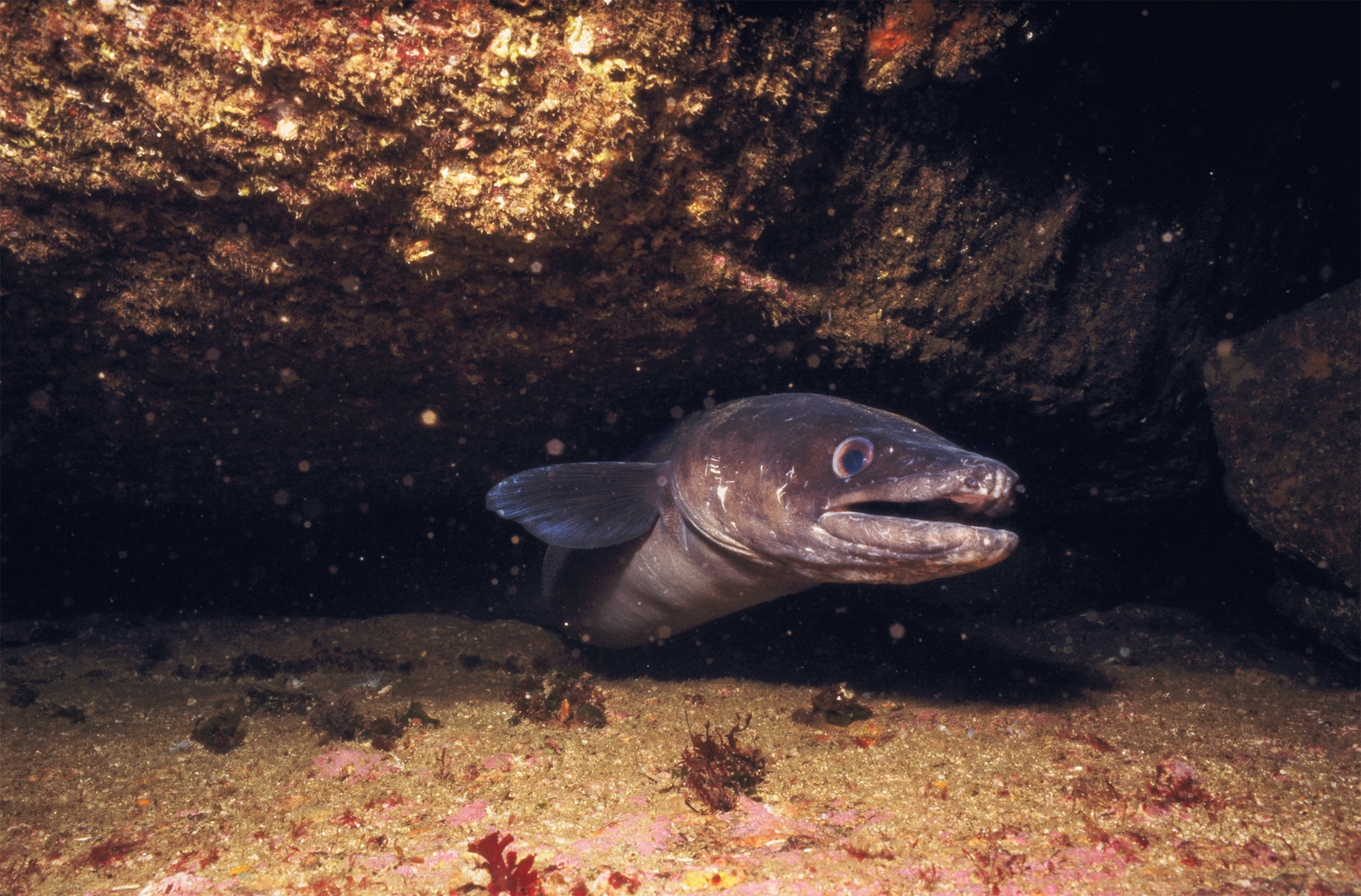 Could Drilling in the Atlantic Harm Fish, Whales, Turtles? | National ...