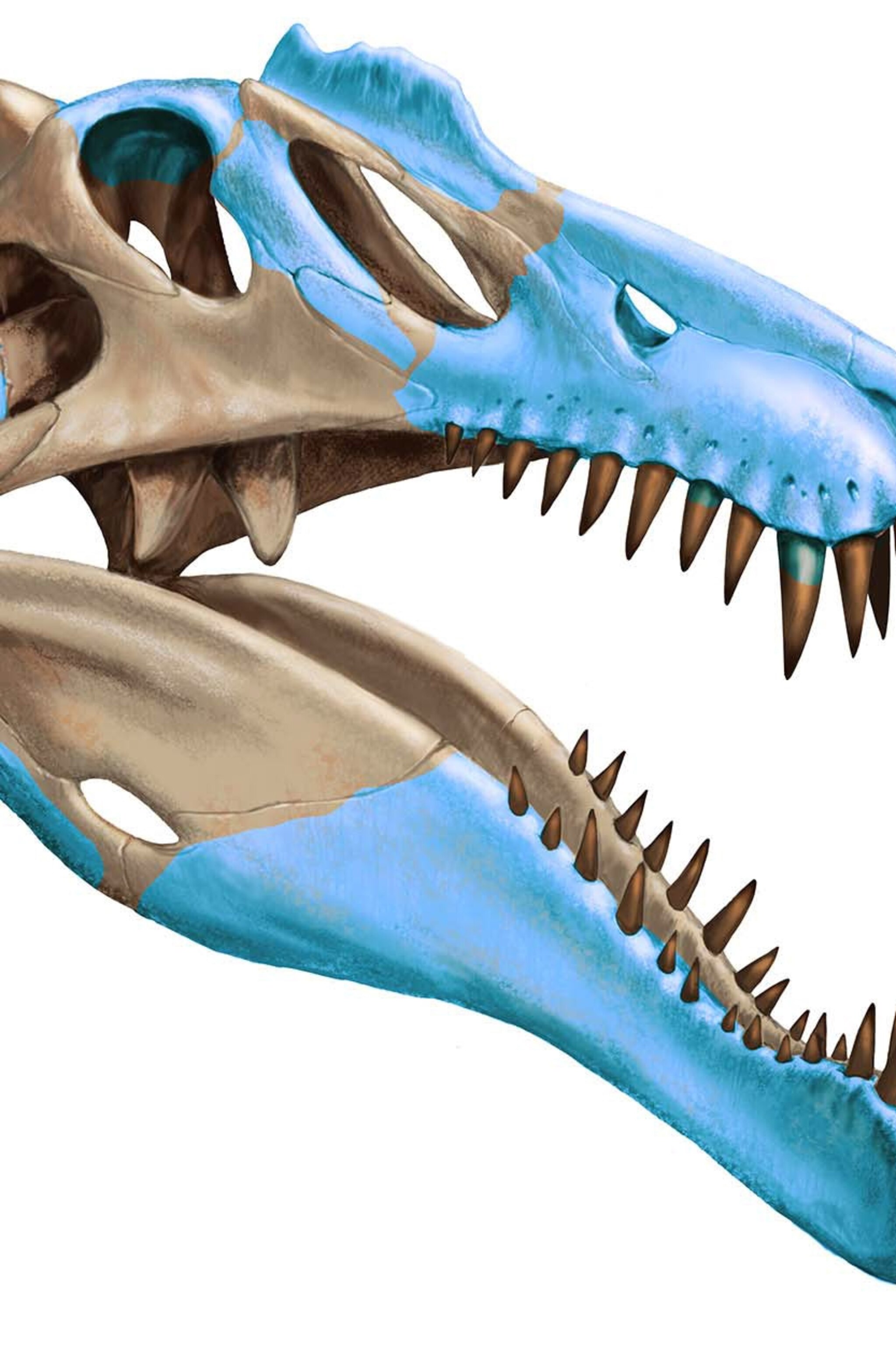 Jurassic World Spinosaurus Skeleton