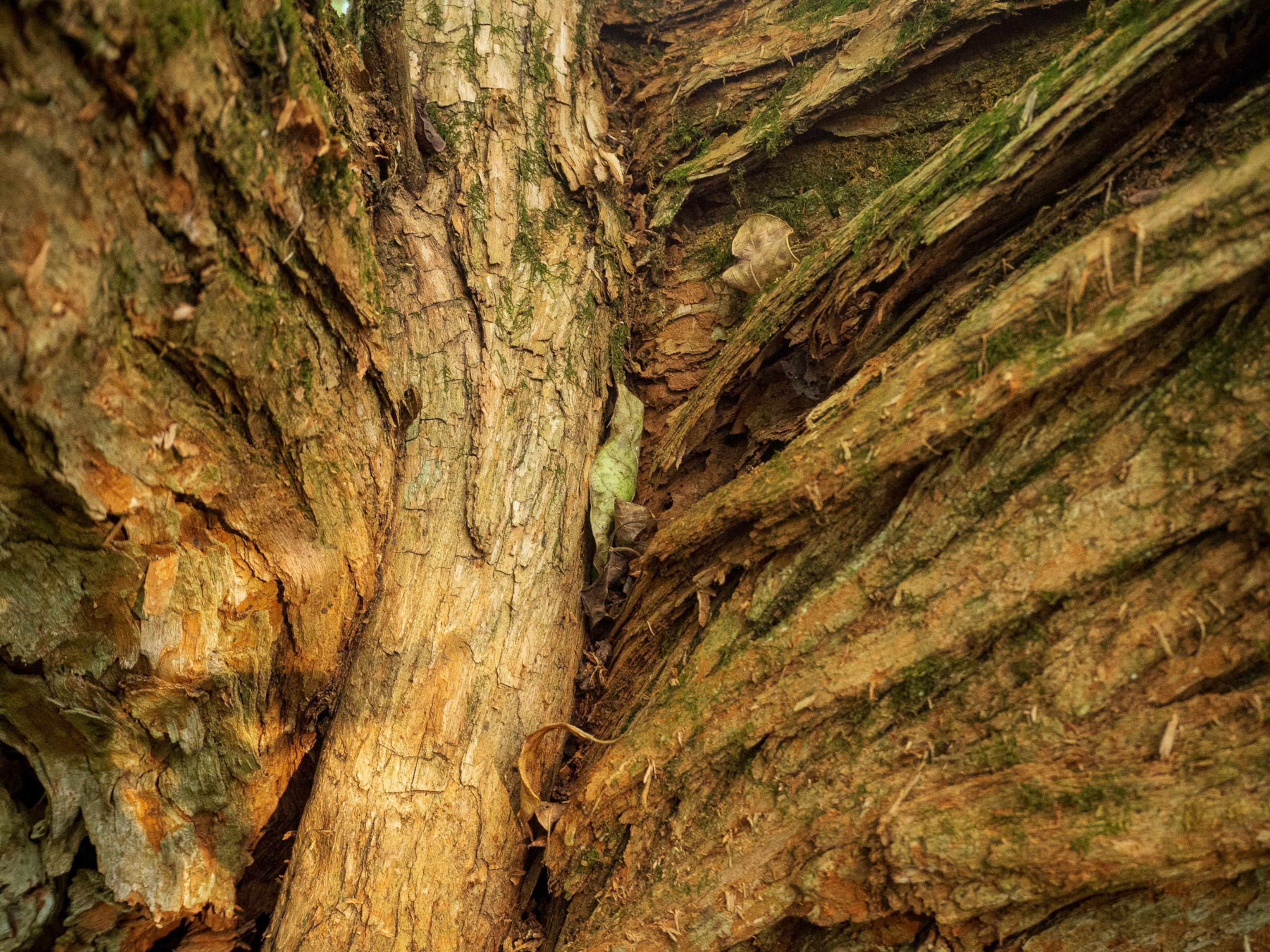 The surprising ancient history of the hedge apple